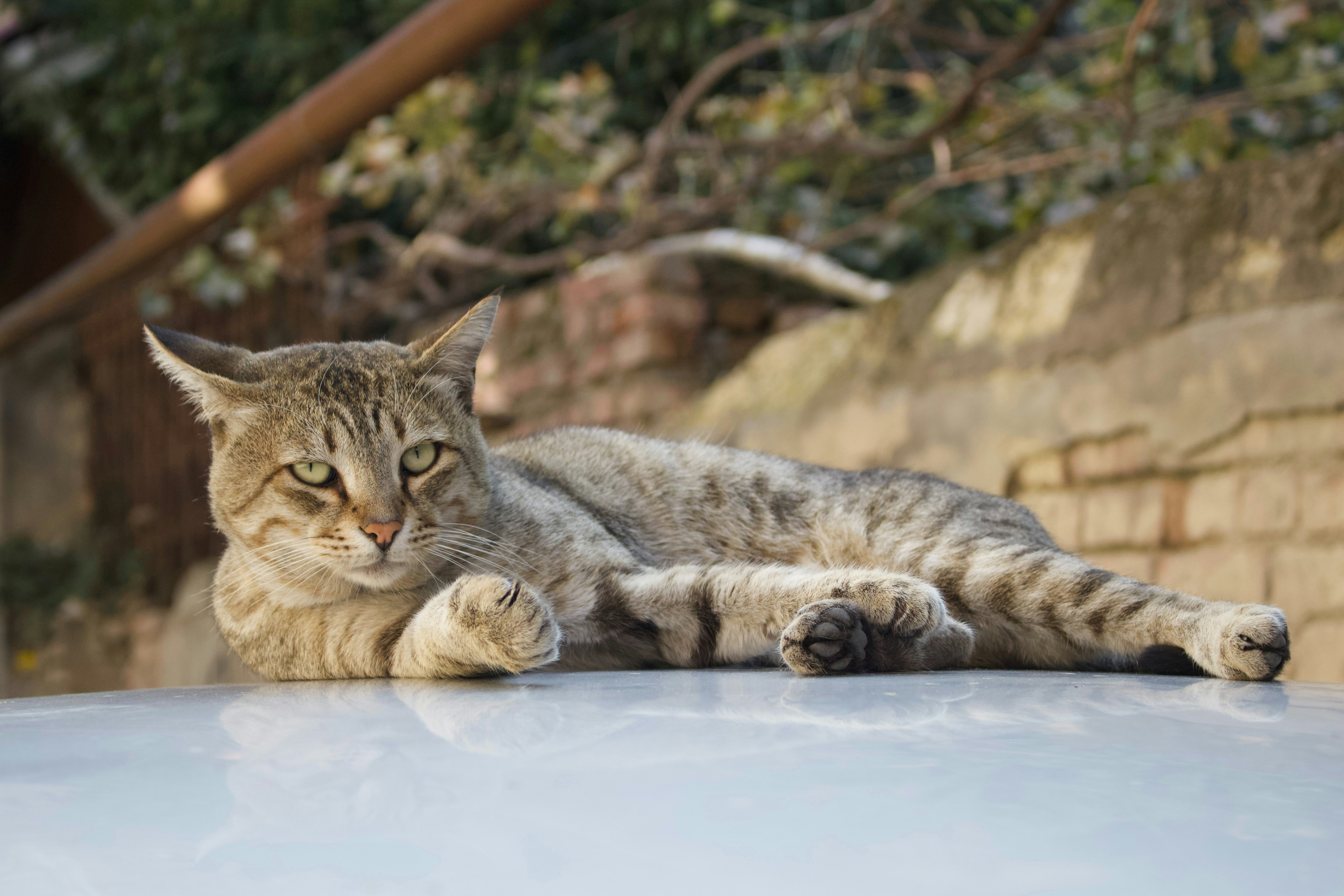 Languid Feline on a Sunlit Car Hood