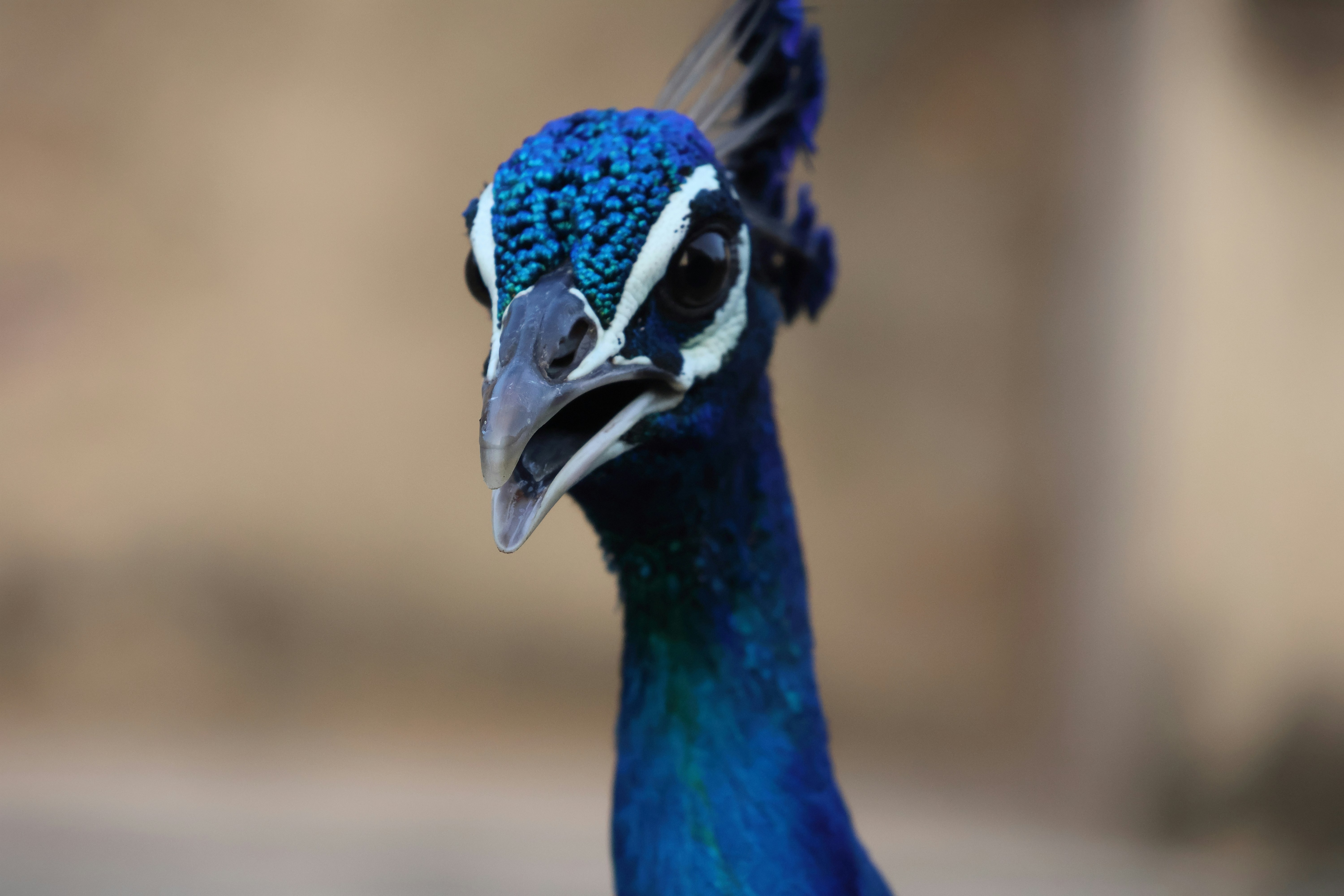 peacock face