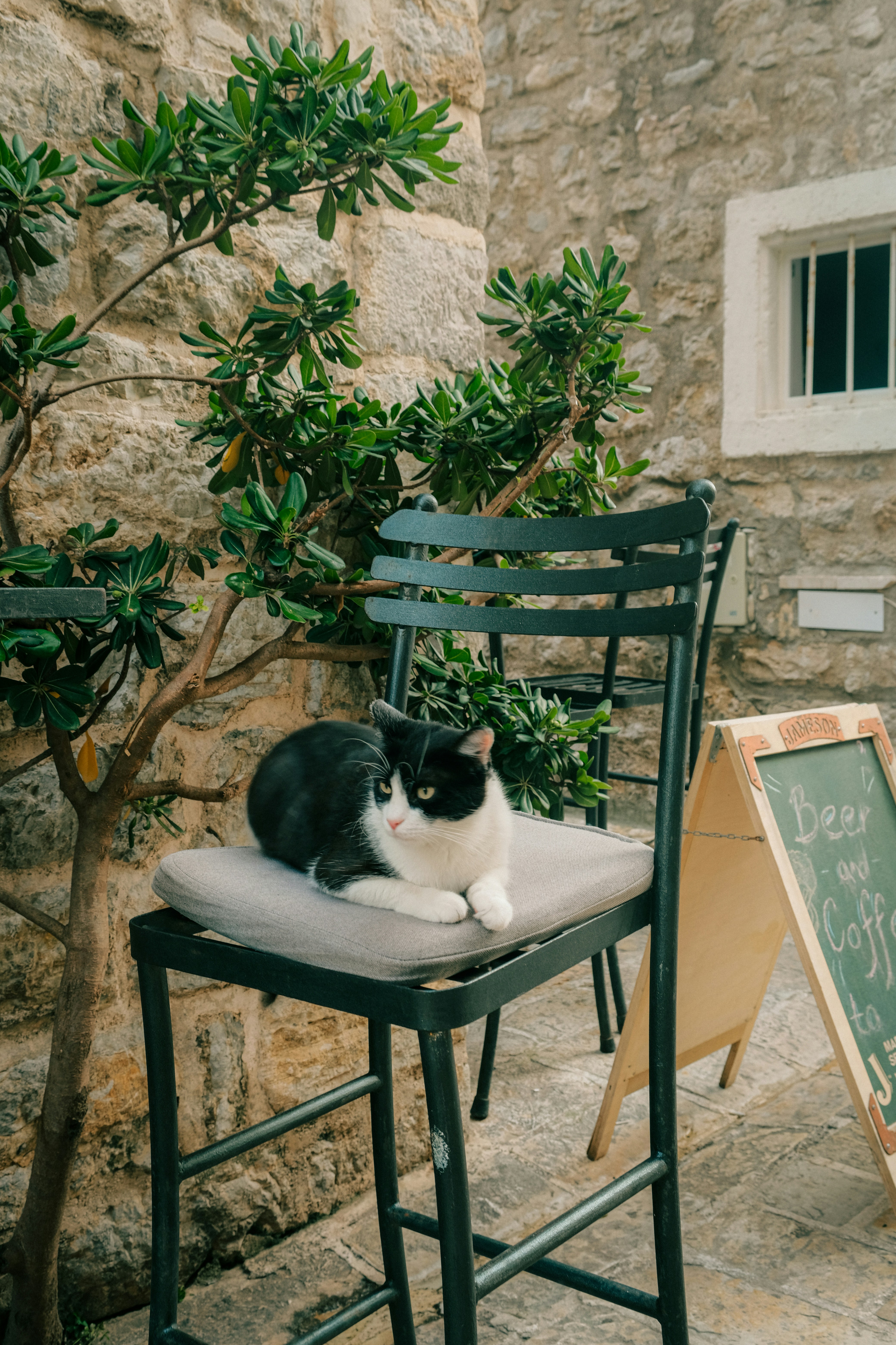 Whiskers in the Sun: A Quiet Moment on a Stone Café Terrace