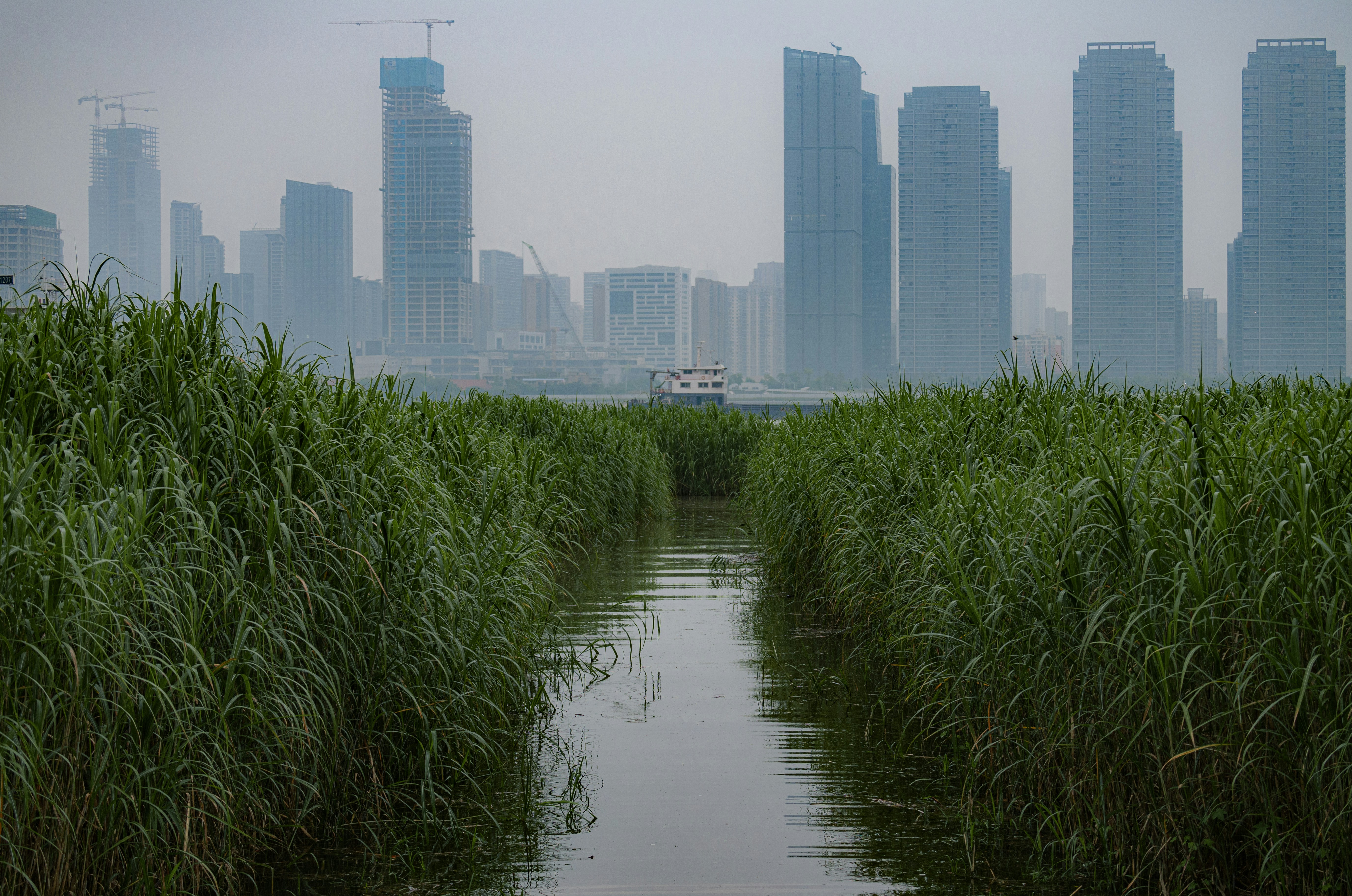 Urban Mirage over a Reed Channel