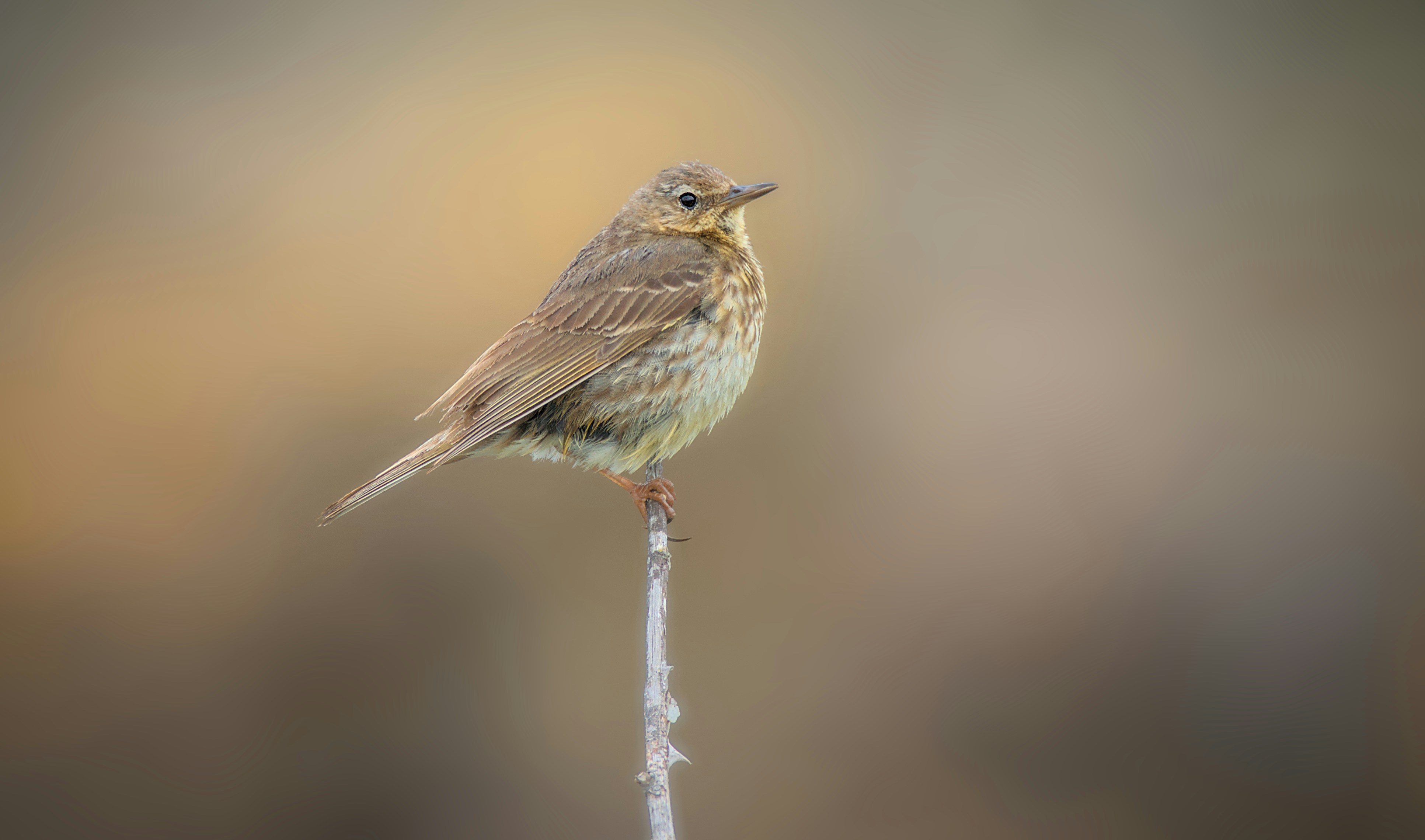A small bird sitting on top of a stick photo – Free Animal Image on ...