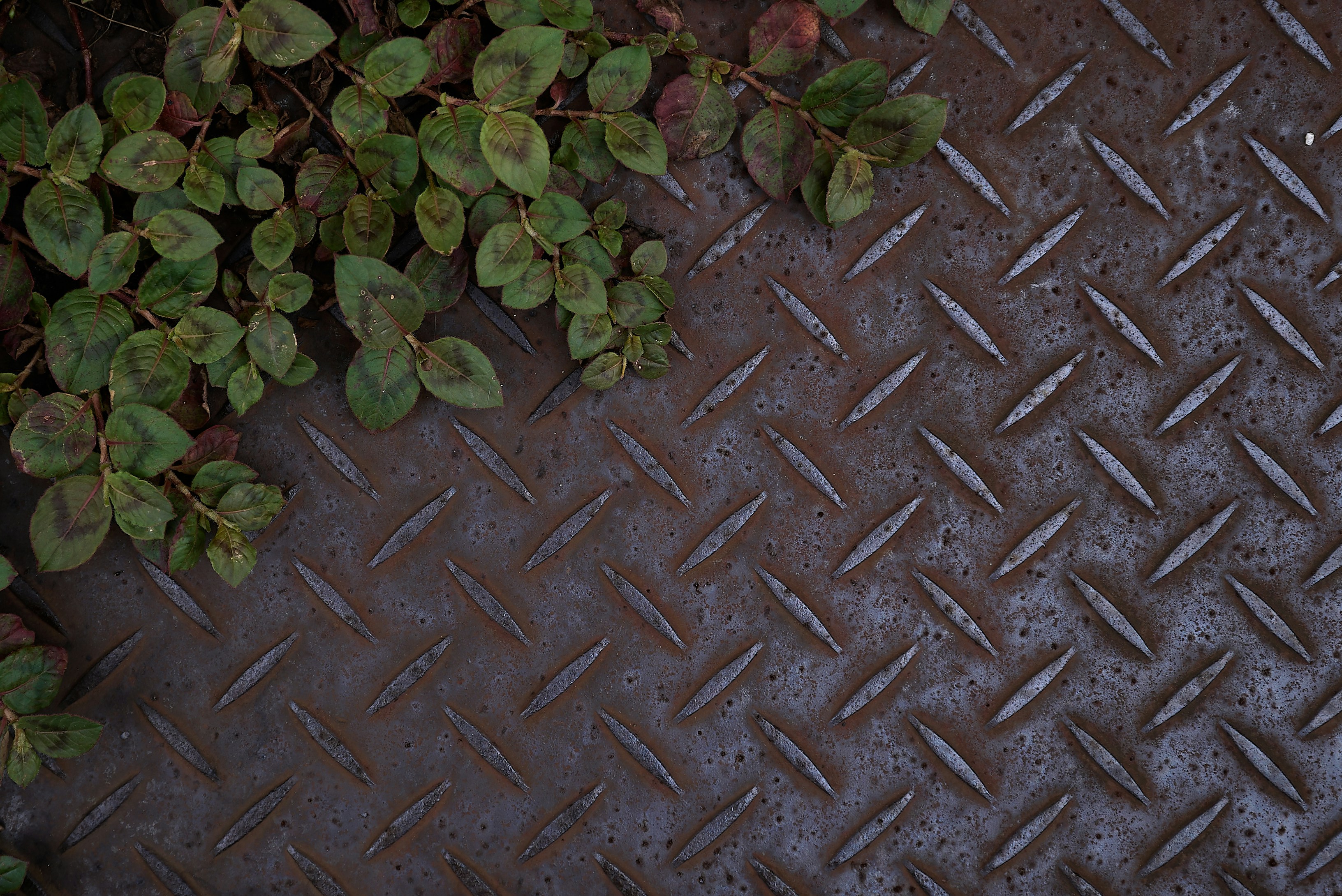 Leafy Counterpoint on Rusted Diamond Plate