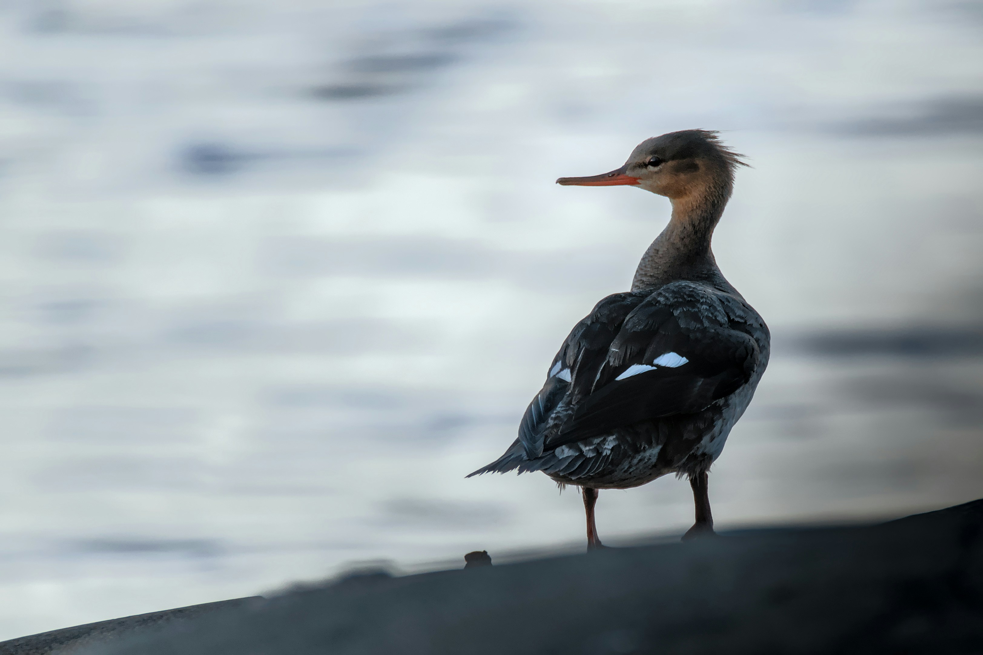 Cormorant on the Shore: Quiet Vigil by Dusk