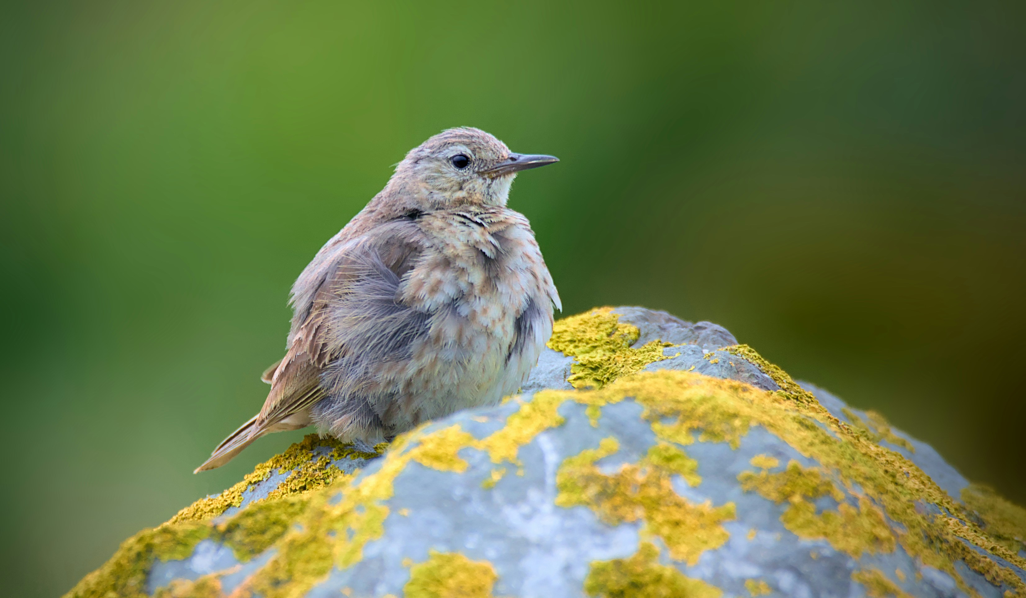Lichen-Crowned Perch: A Tiny Bird on a Sunlit Rock