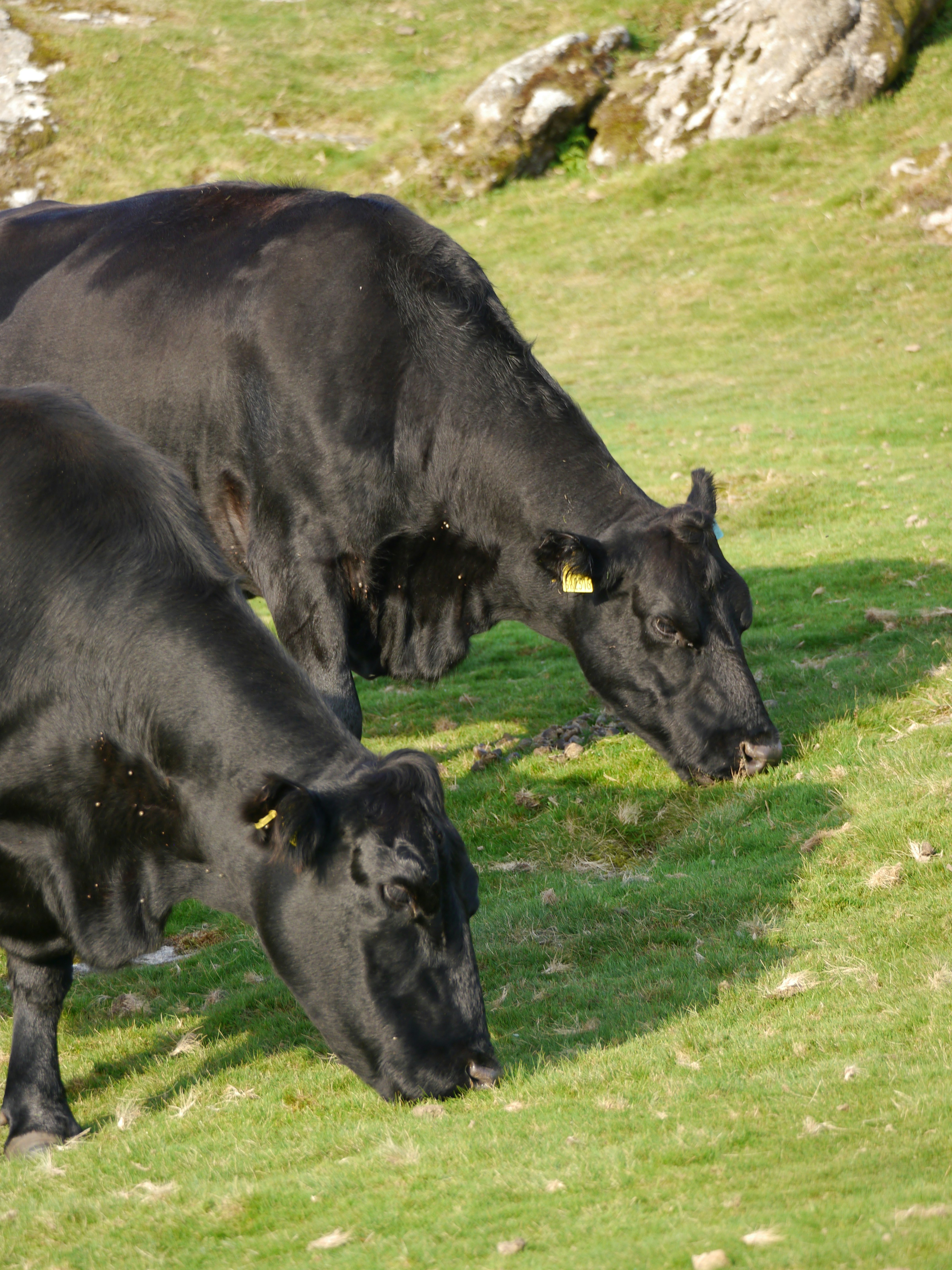 Cattle Grazing Pictures | Download Free Images on Unsplash