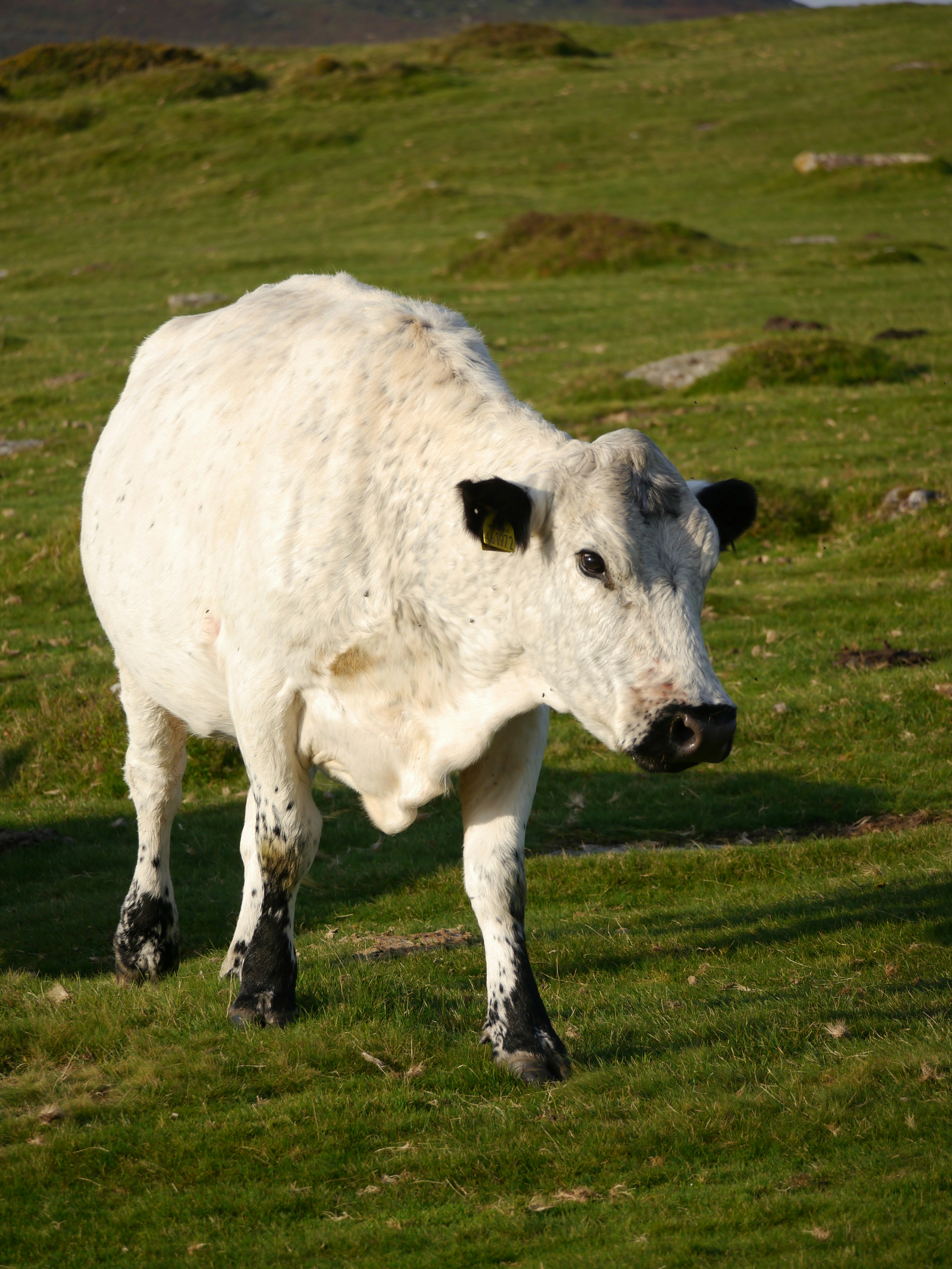 A large white cow standing on top of a lush green field photo – Free ...