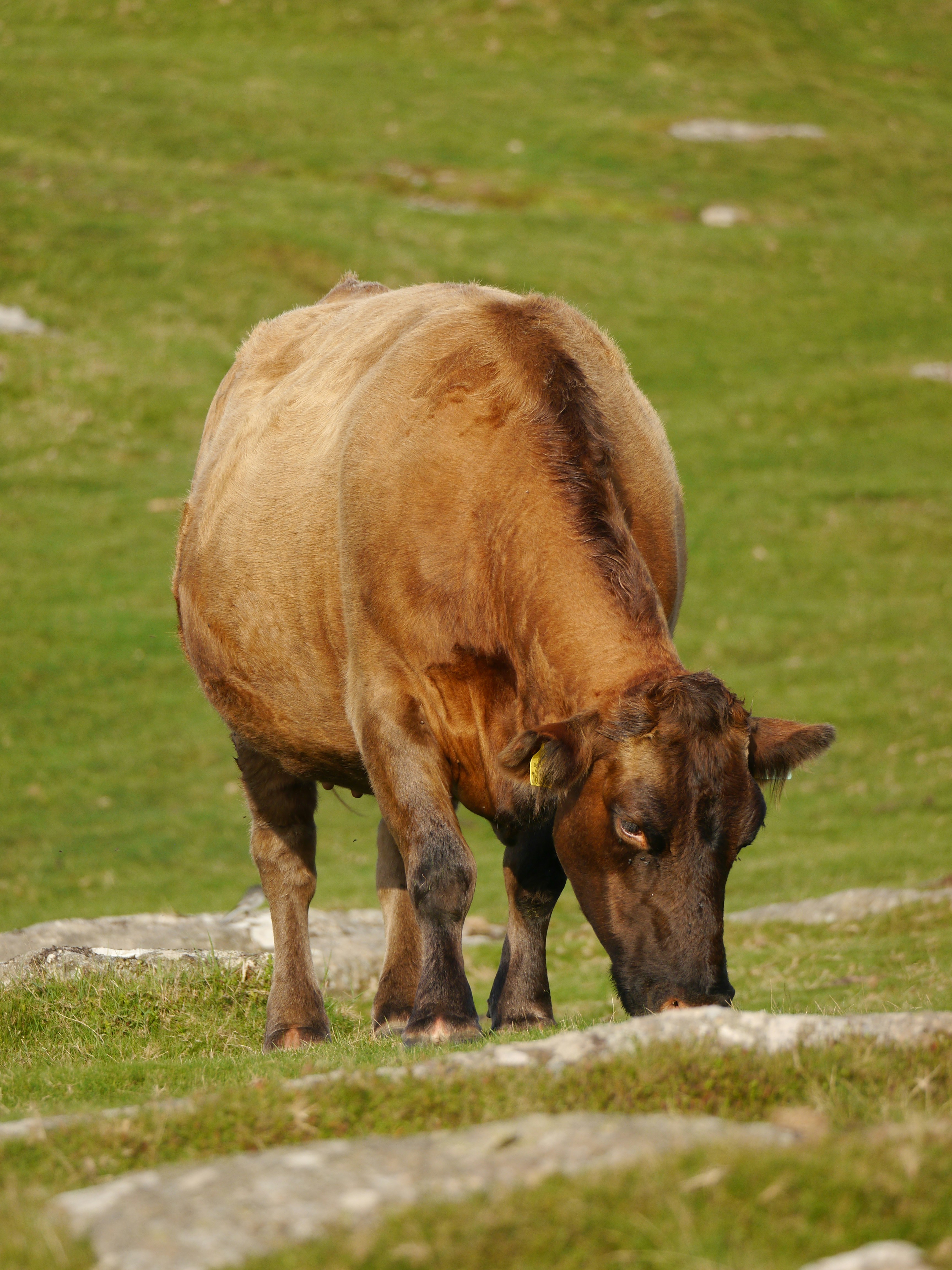 Amber Grazier: A Brown Horse Nibbles in a Quiet Meadow
