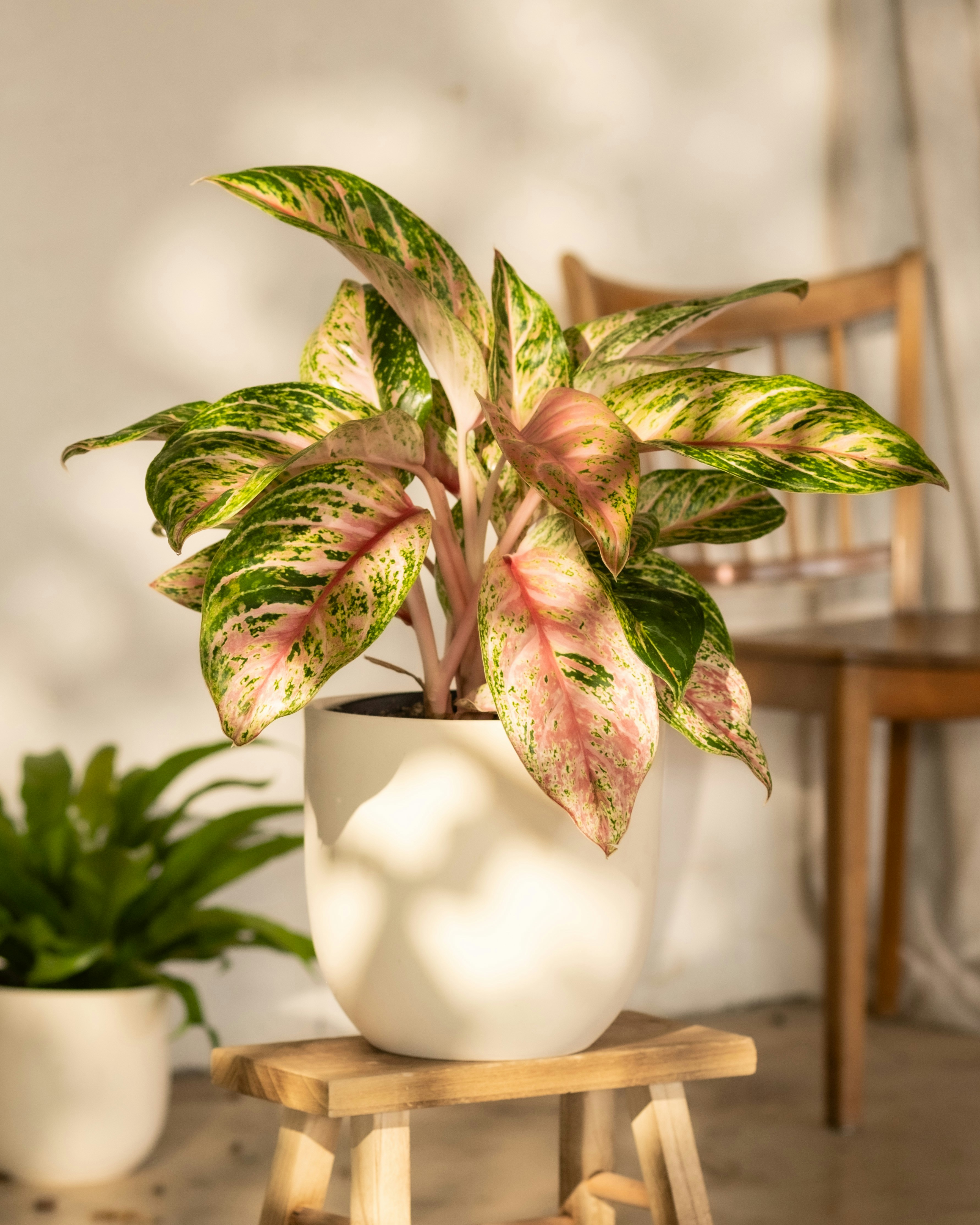 A potted plant sitting on top of a wooden stool photo – Free Plant ...