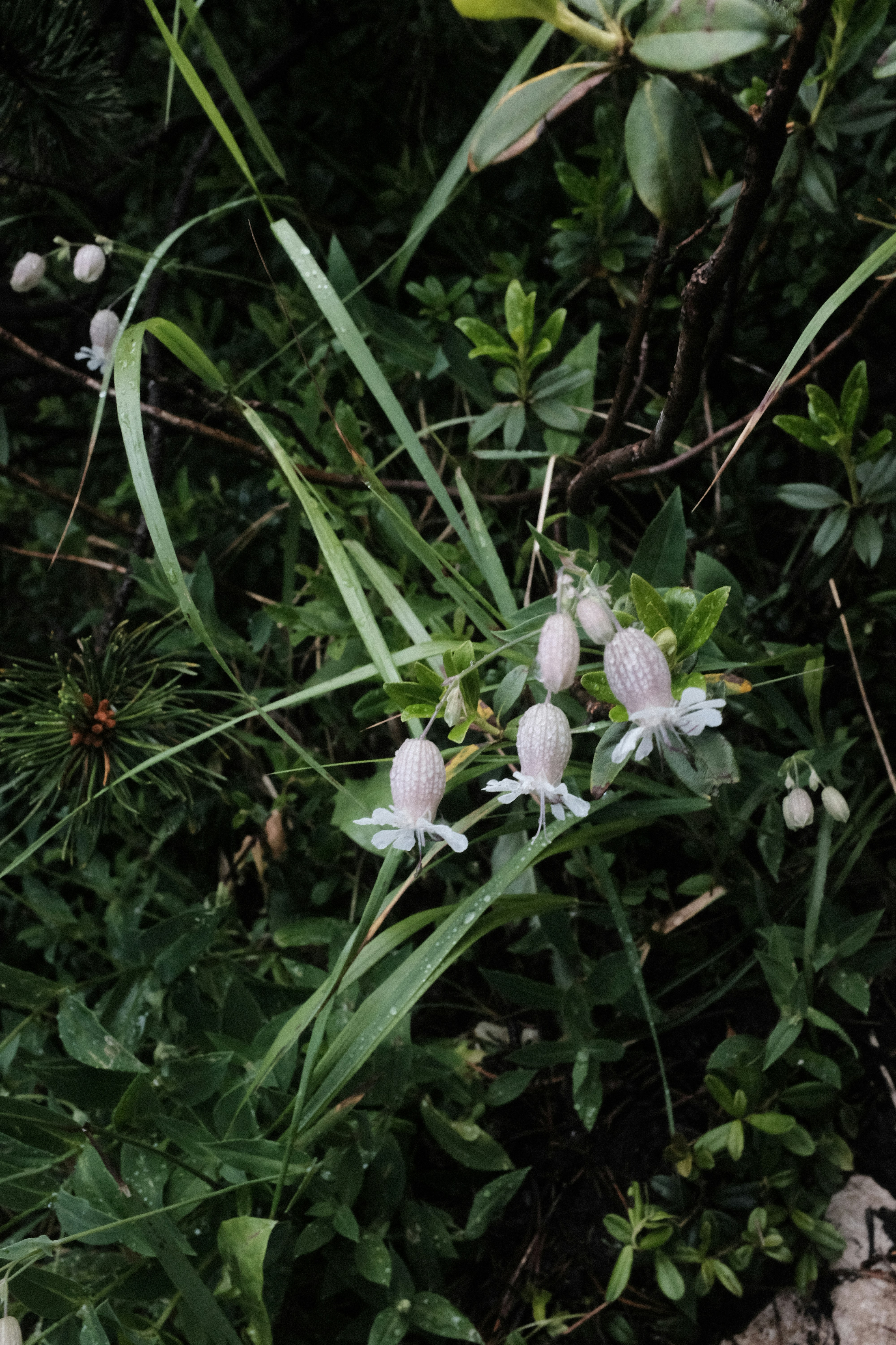 White bellflowers curling among green tendrils in a forest floor mosaic