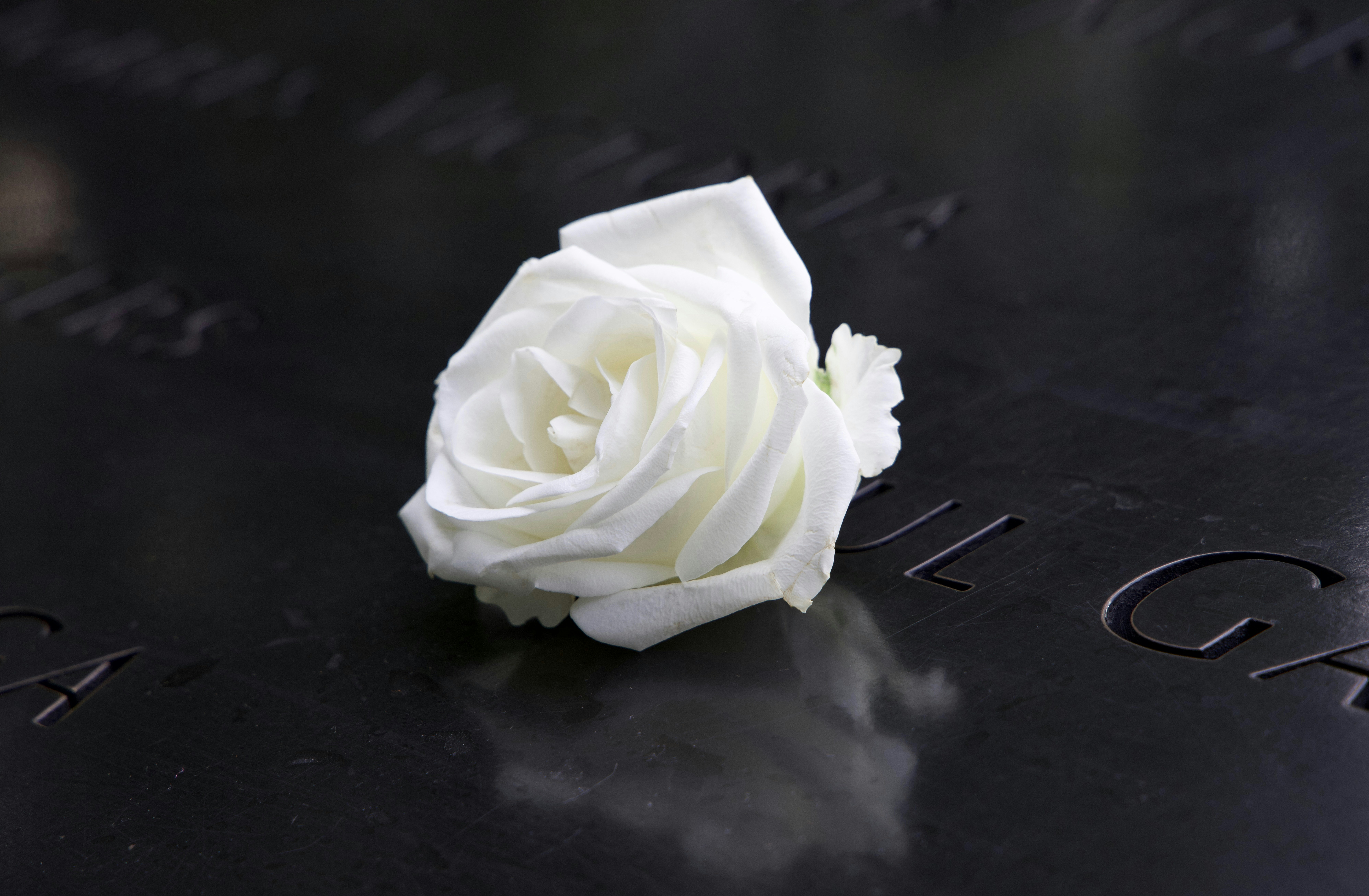 Whispers of Remembrance: A White Rose's Tribute