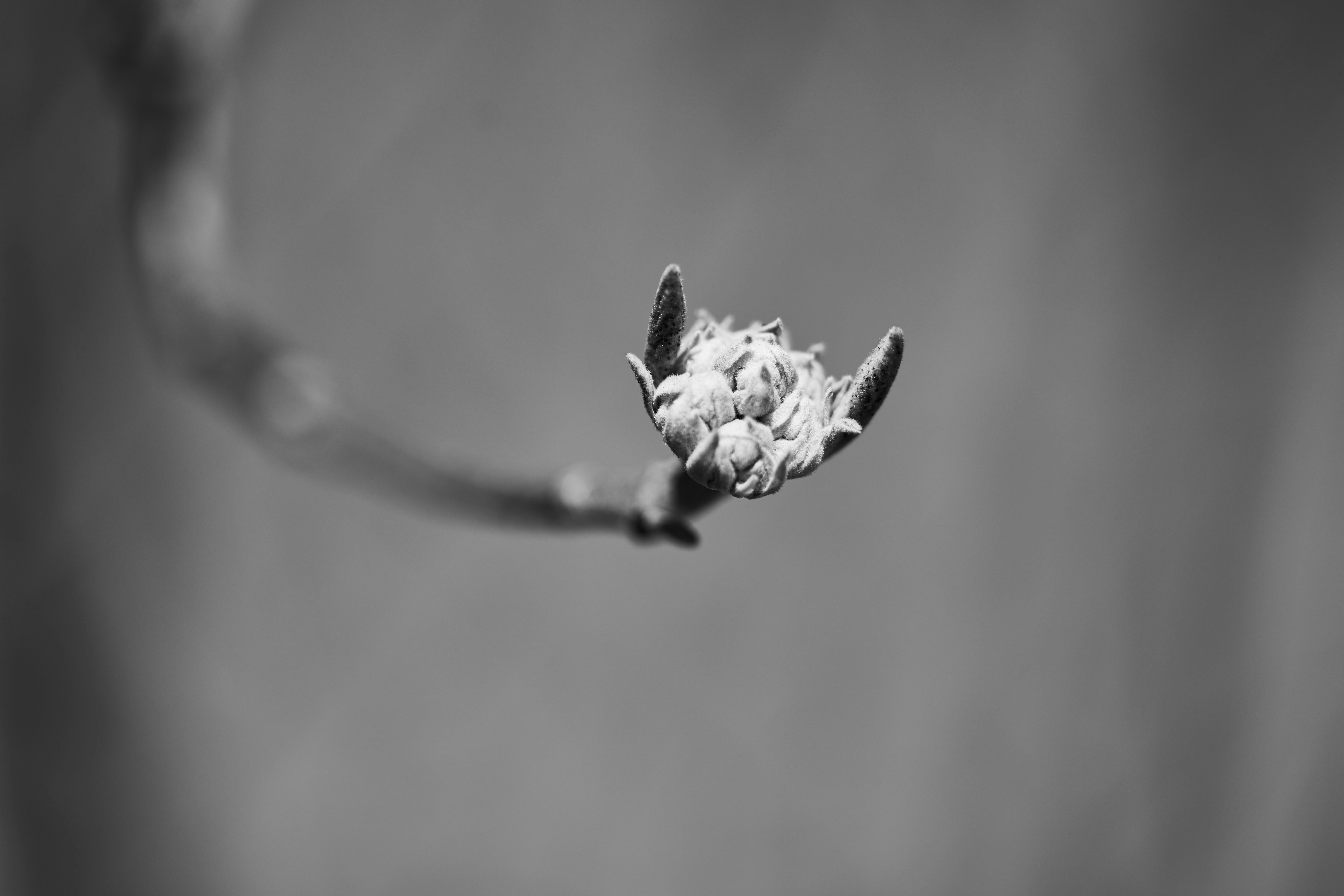 Monochrome Bud on a Slender Twig: A Quiet Spring Moment