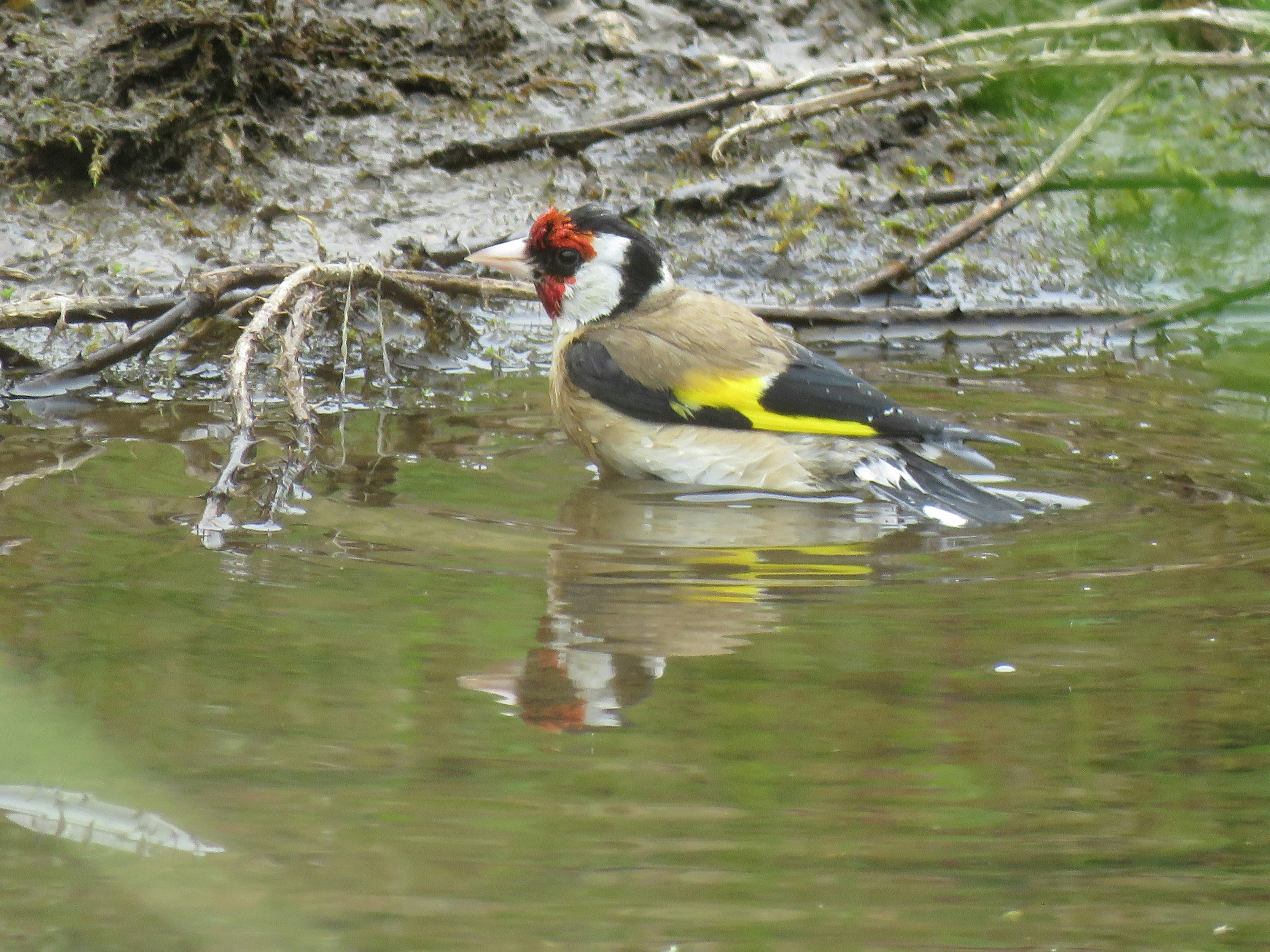 Red-backed Goldfinch in Reflected Streambank