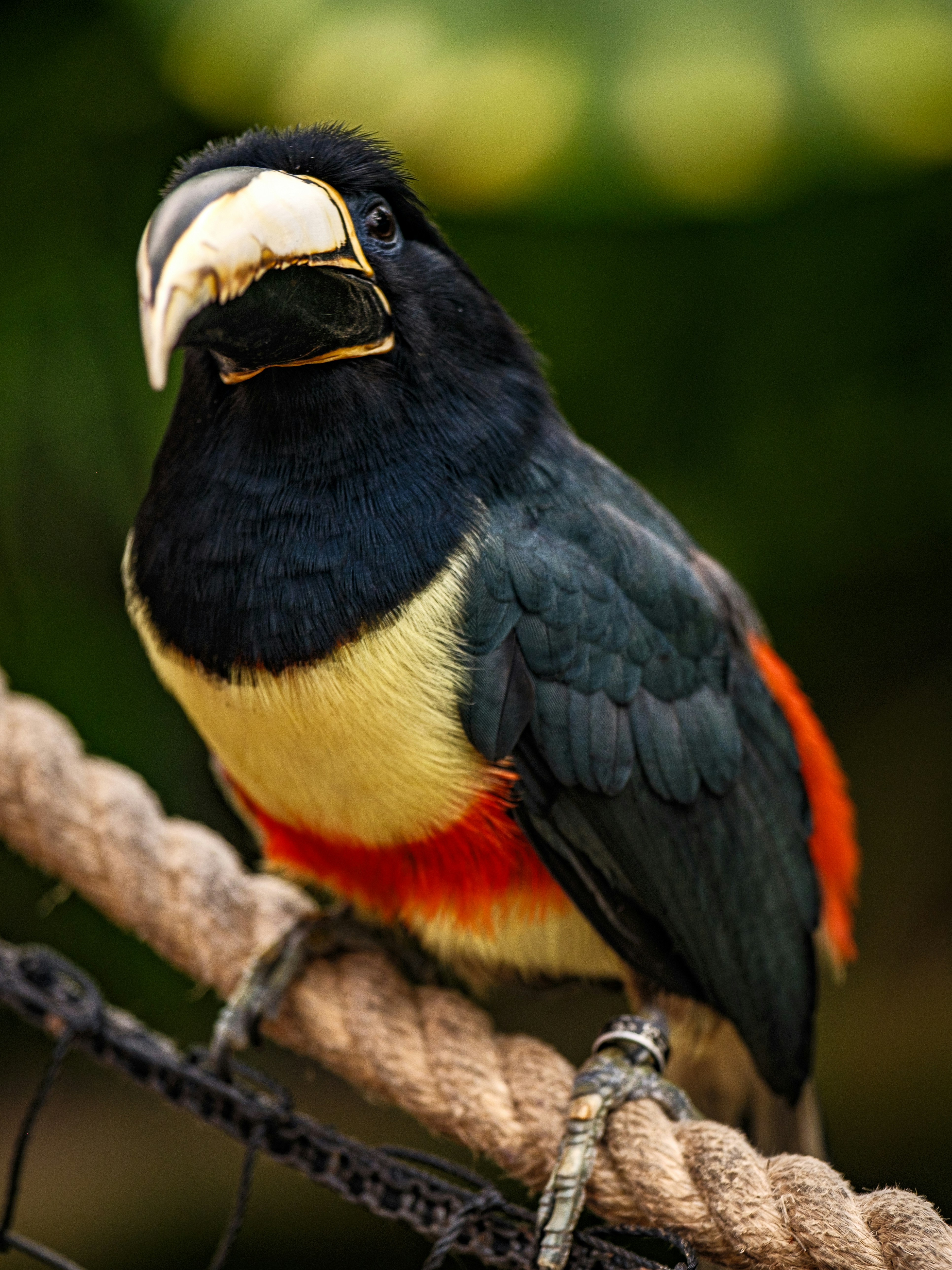 Ember-Striped Parrot Perched on Frayed Rope