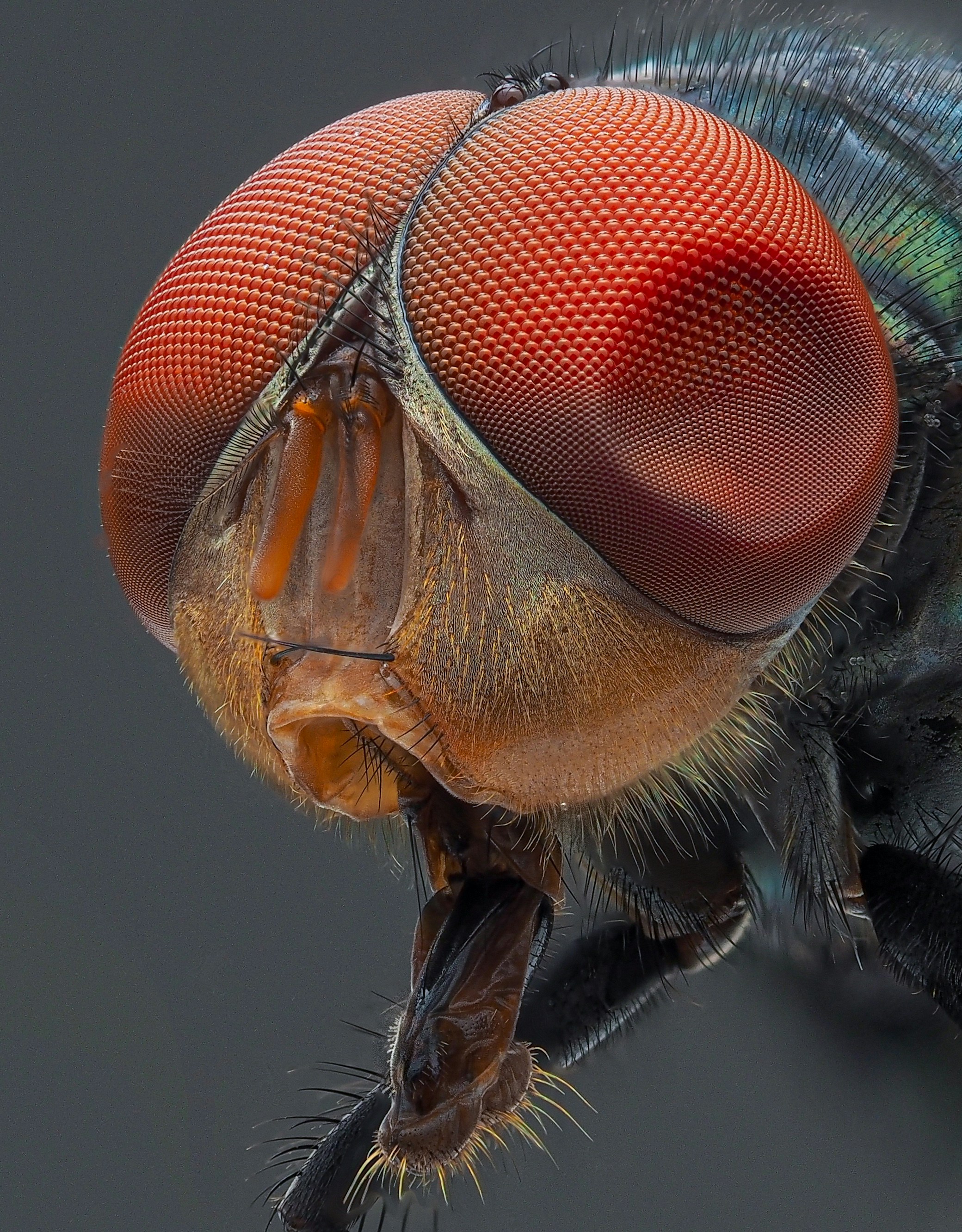A close up of a fly's head and eyes photo – Free Asilidae Image on Unsplash