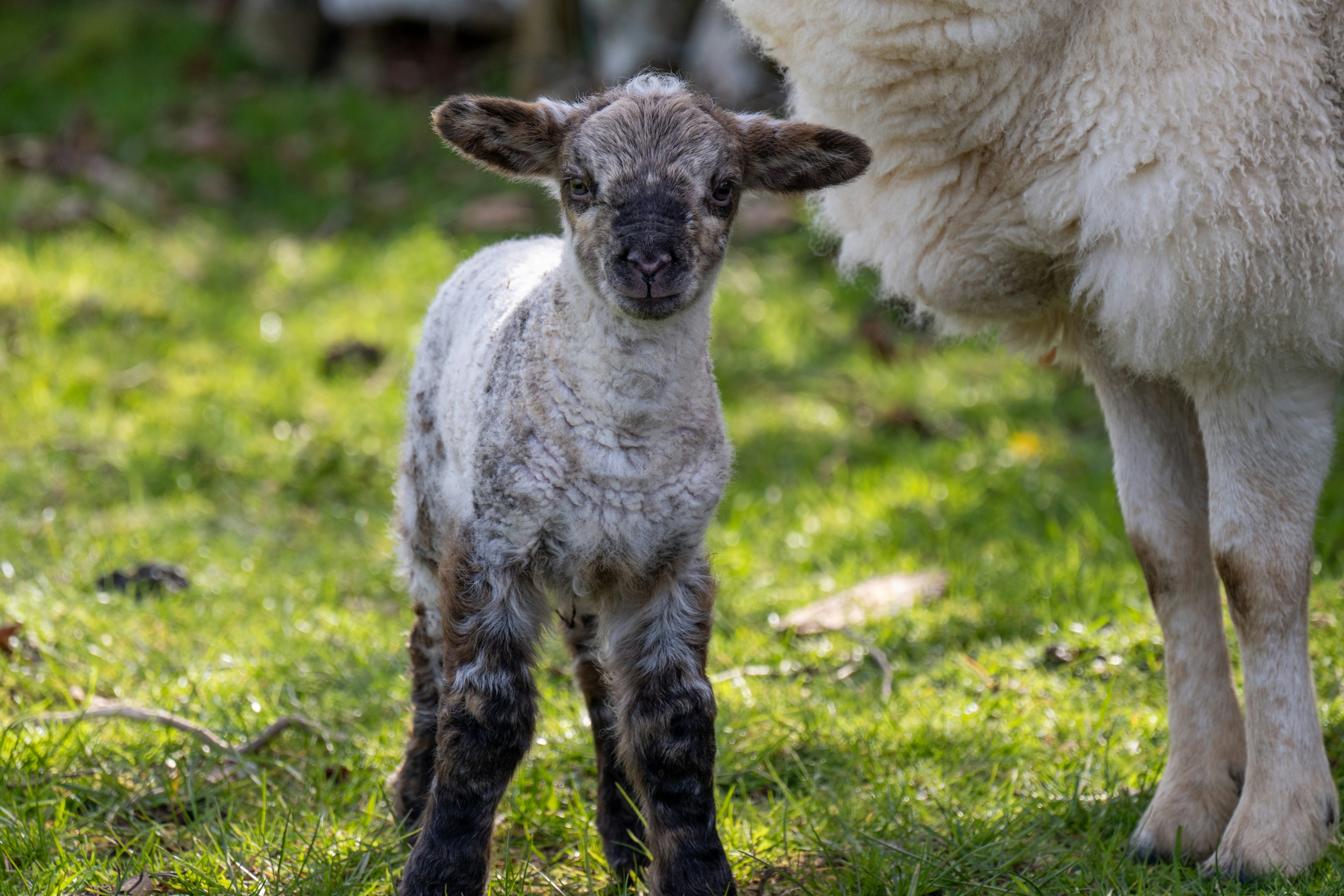 Young lamb standing on green grass with a larger sheep partially visible.