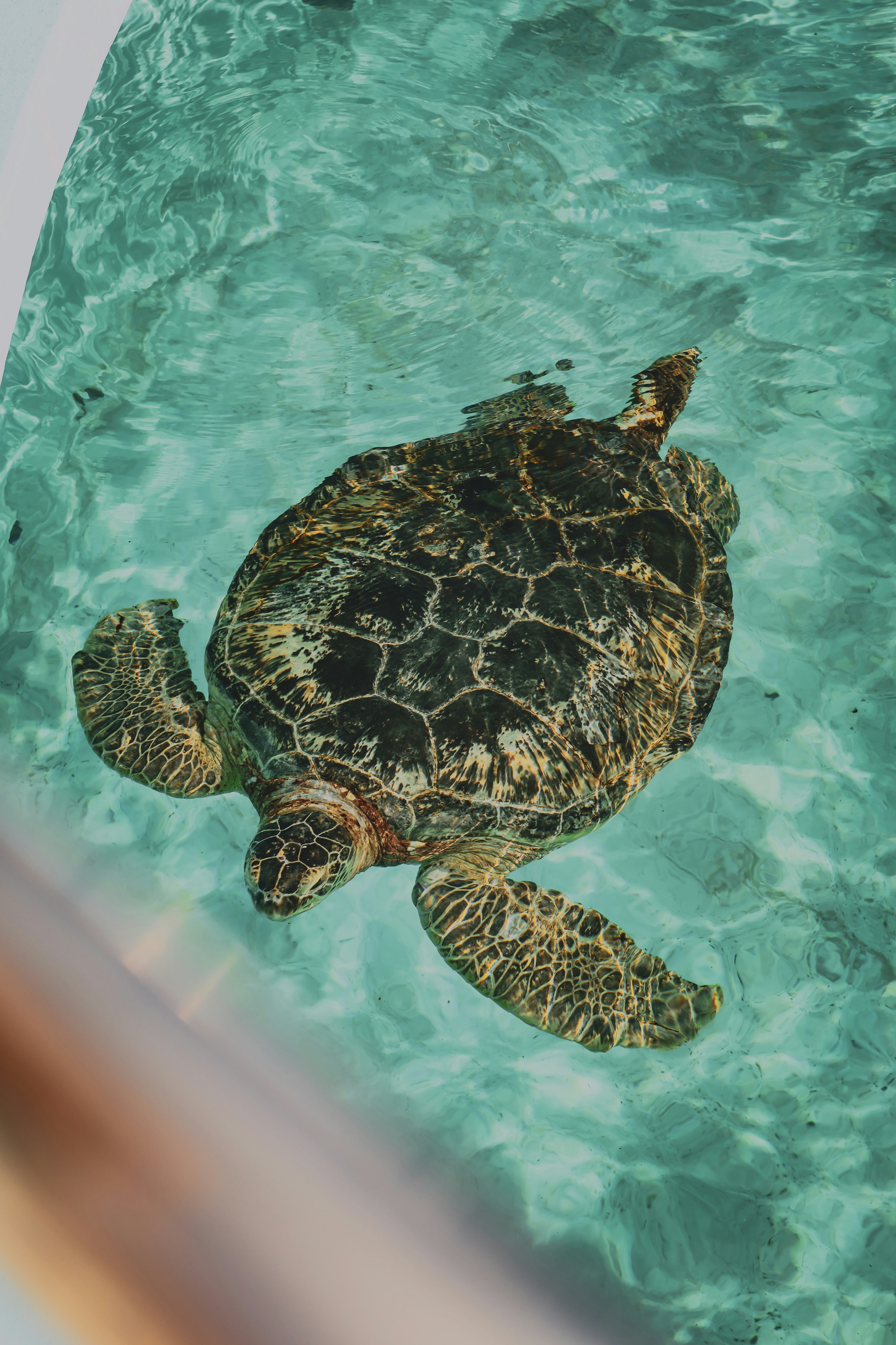 A turtle swimming in a pool of water photo – Free 水 Image on Unsplash