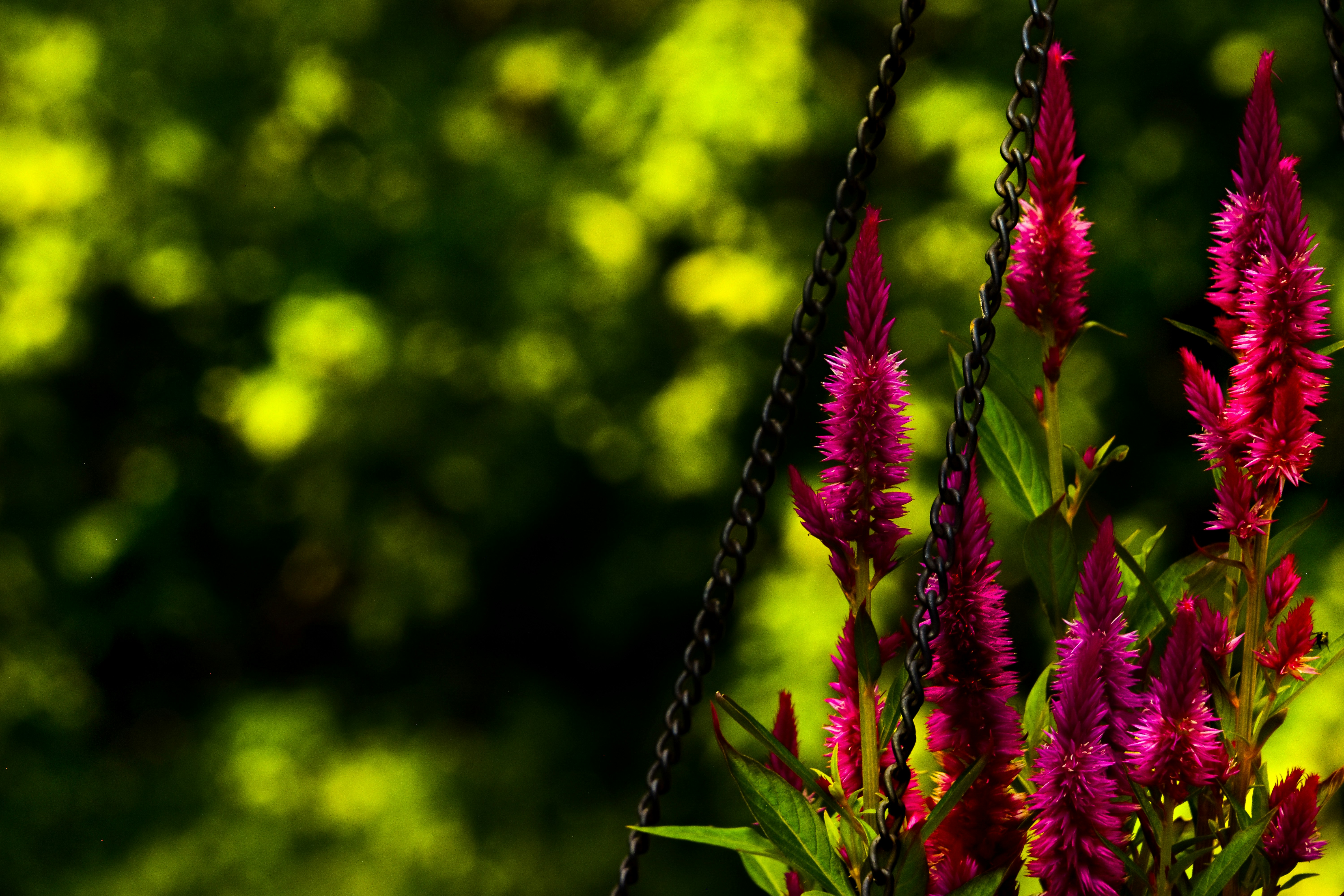 Magenta Spike Blooms Framed by a Velvet Green Backdrop