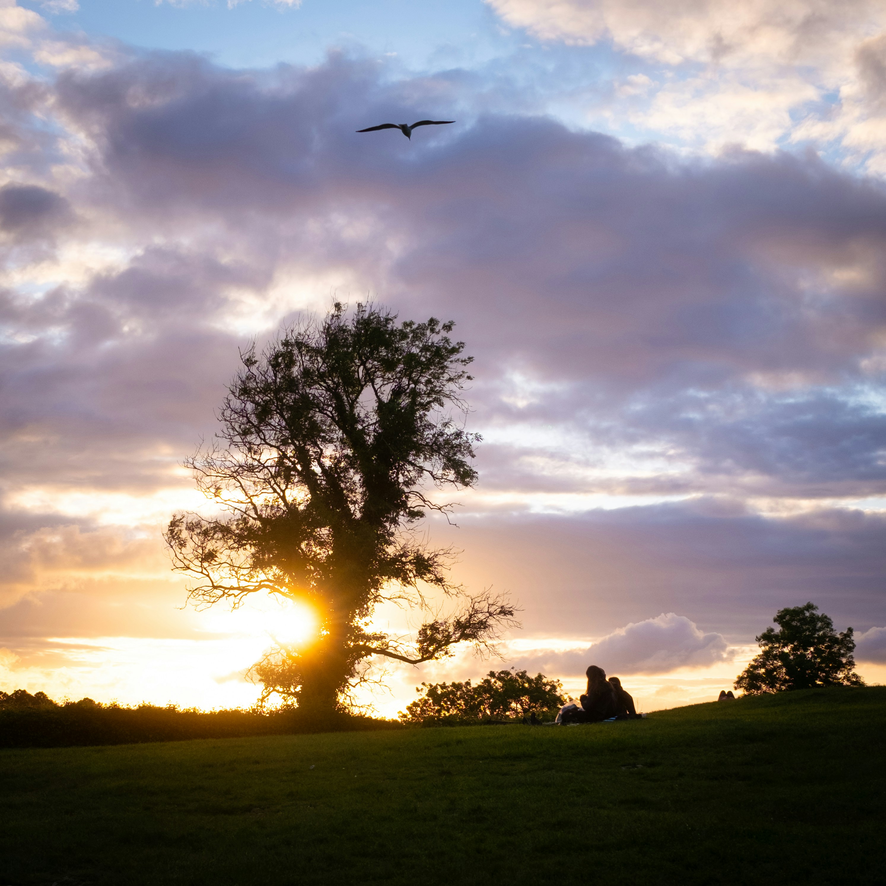 Hilltop Sunset Silhouette: Tree, Sun, and Quiet Companions