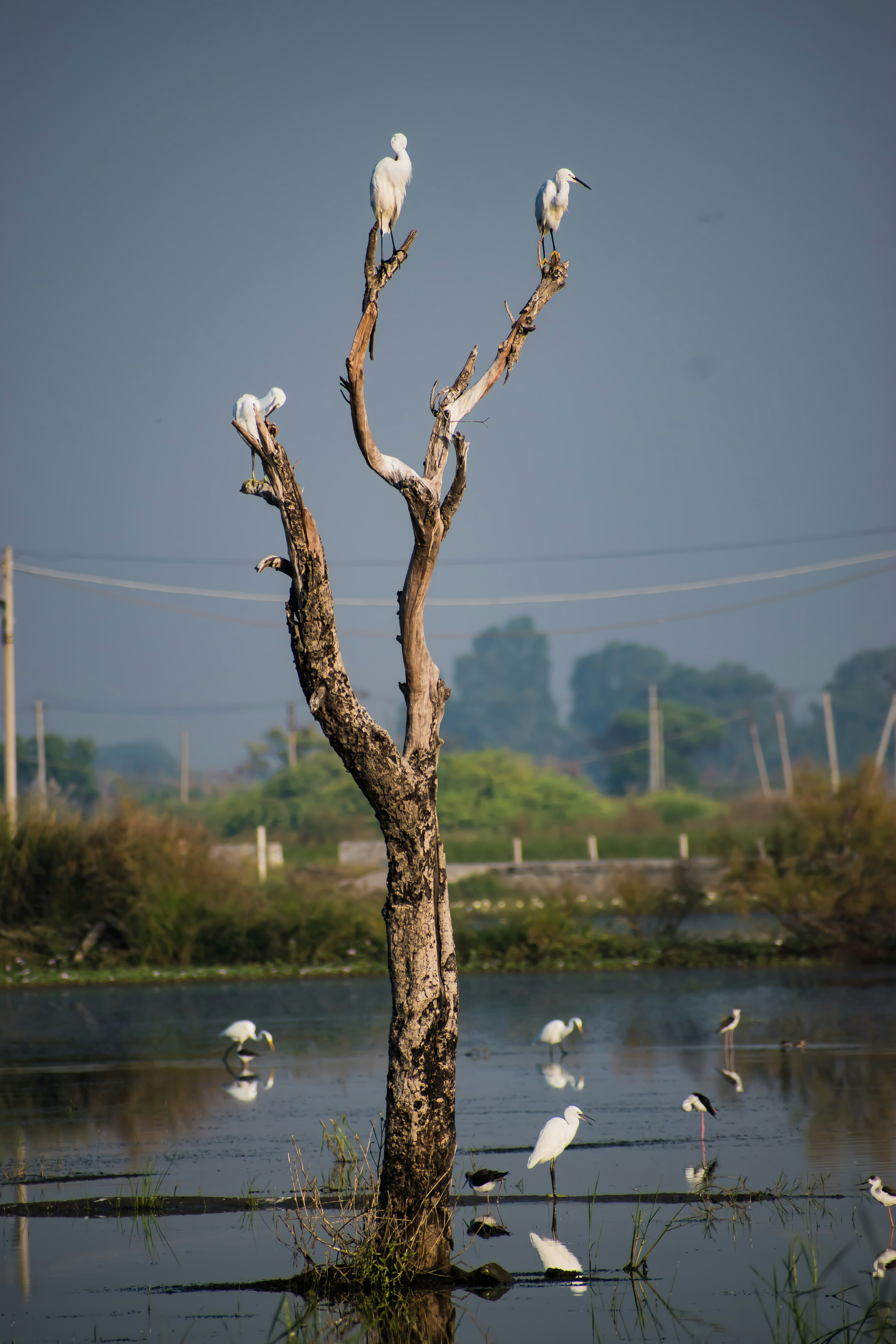 Perched Silence: White Herons Crown a Weathered Wetland Trunk