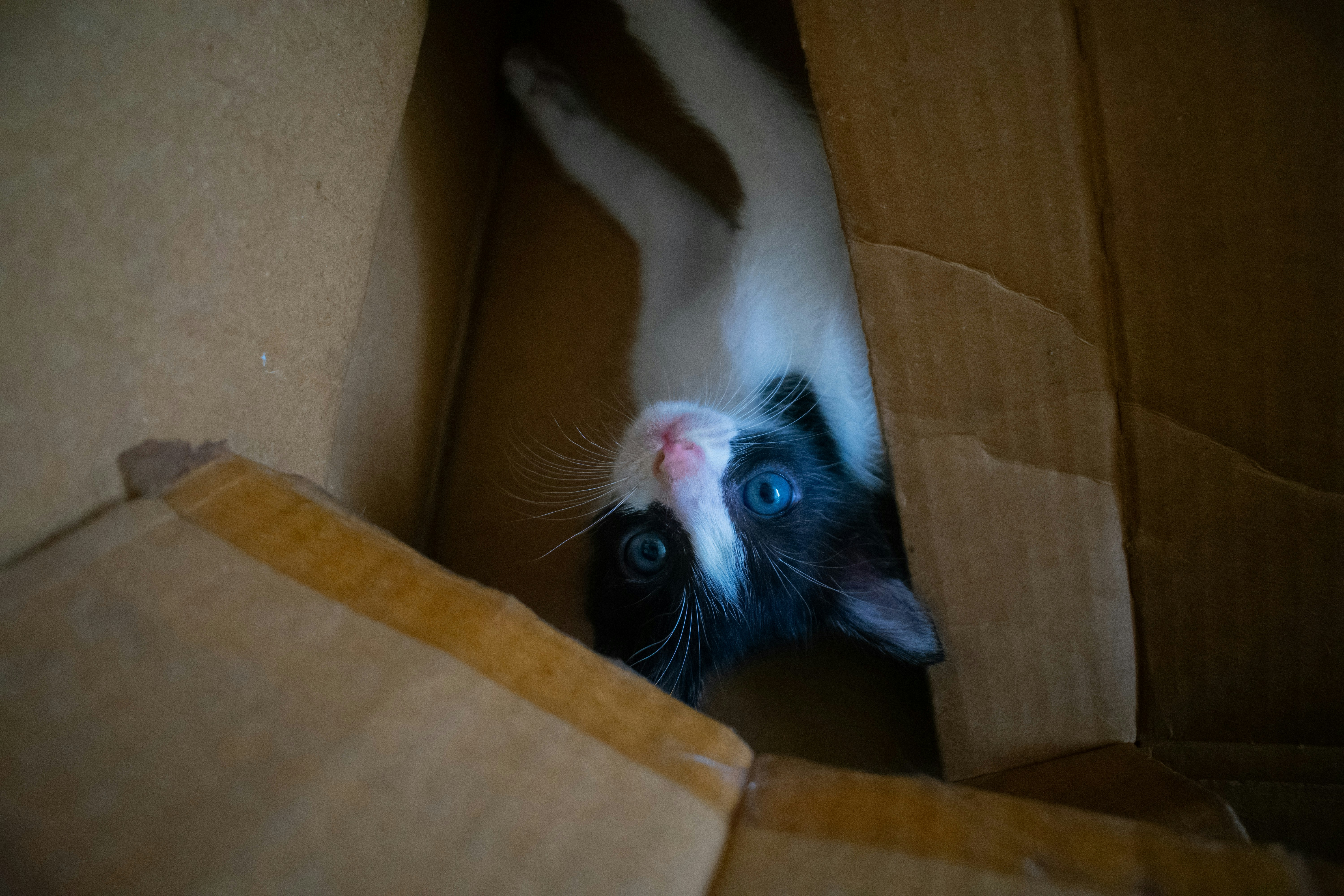 Curious Kitten Peeks from the Cardboard Maze