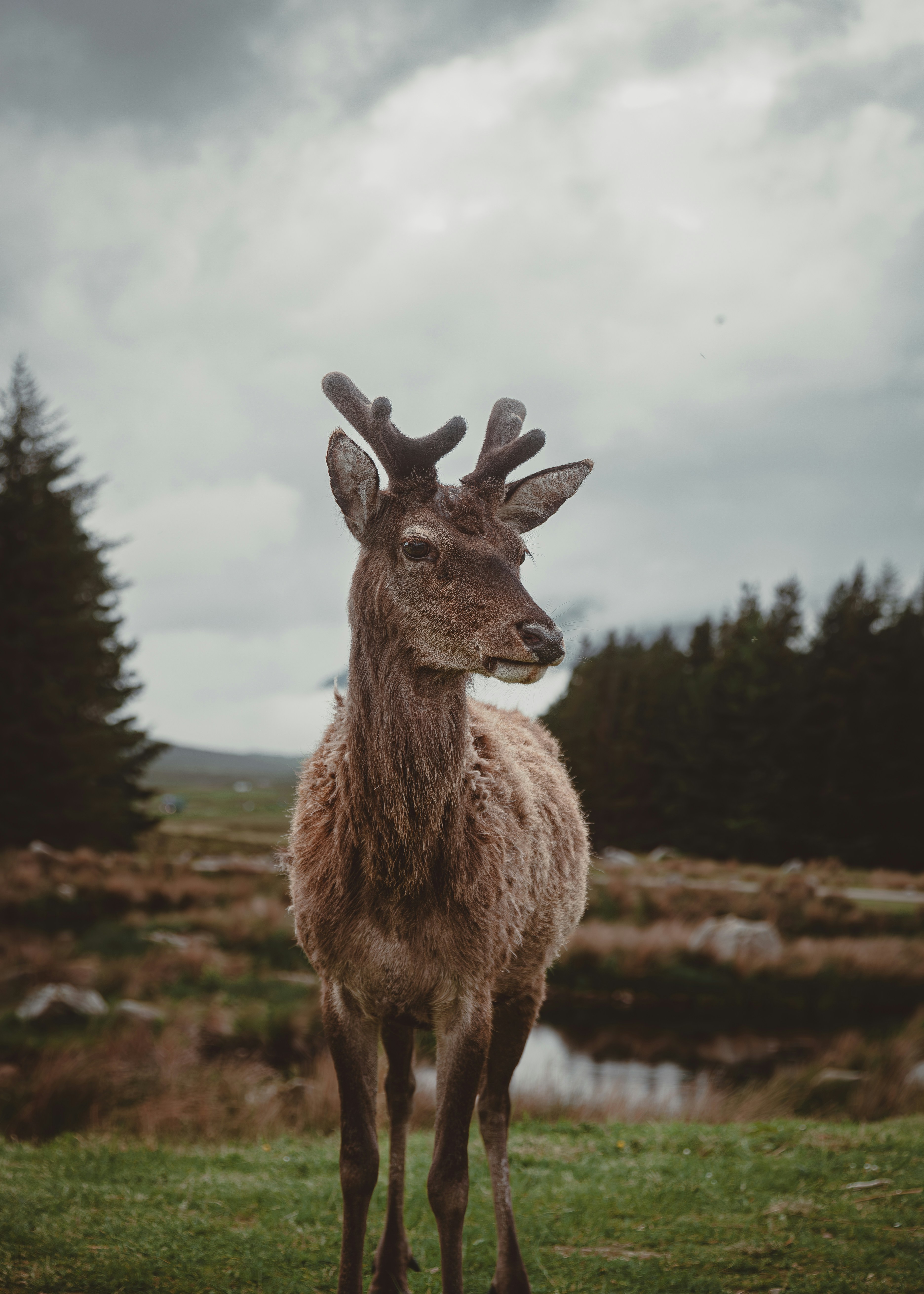 Amazing Highland deer in Scotland.