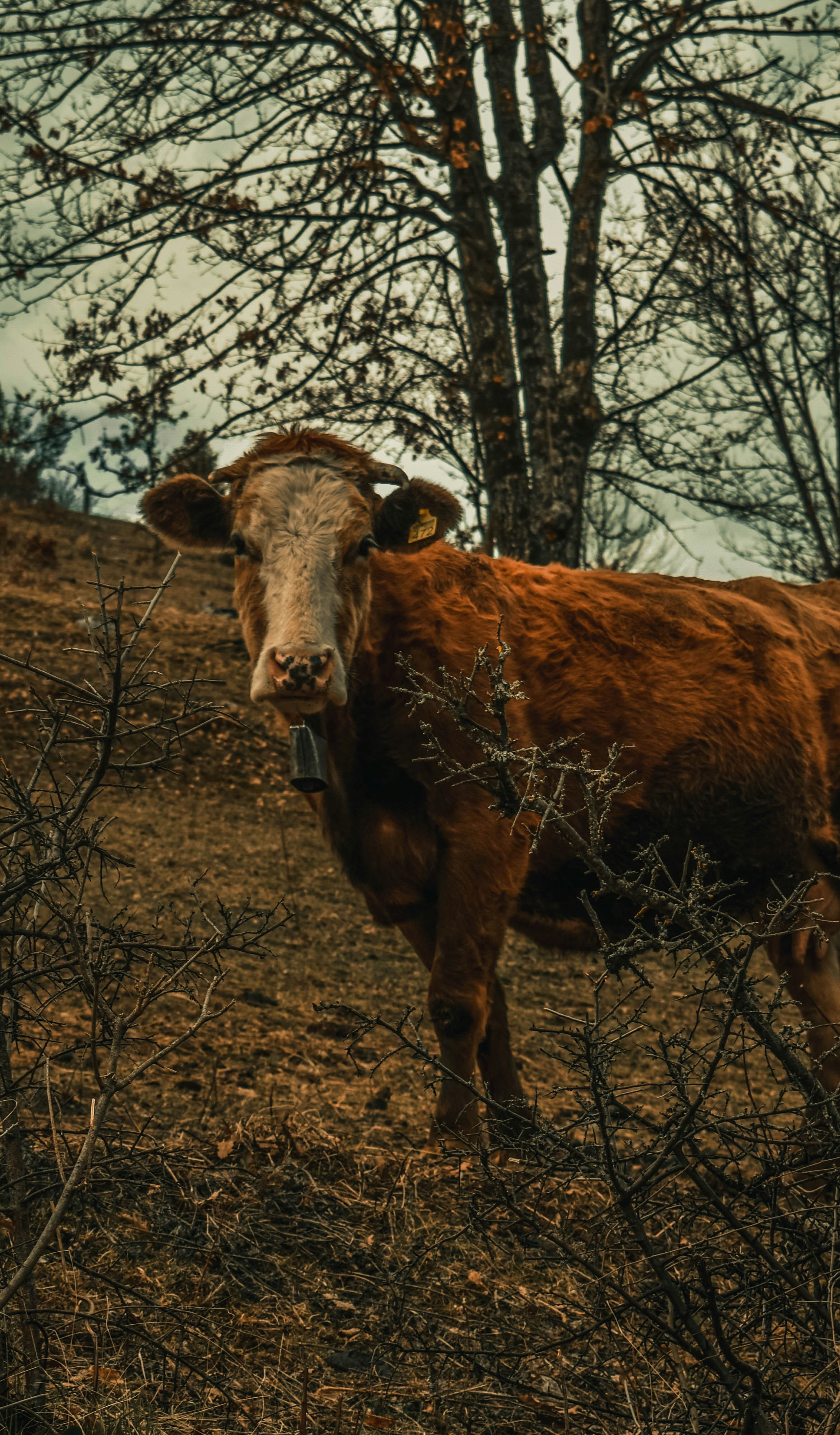 Gaze in the Gloom: A Brown Cow Amid Thorny Branches