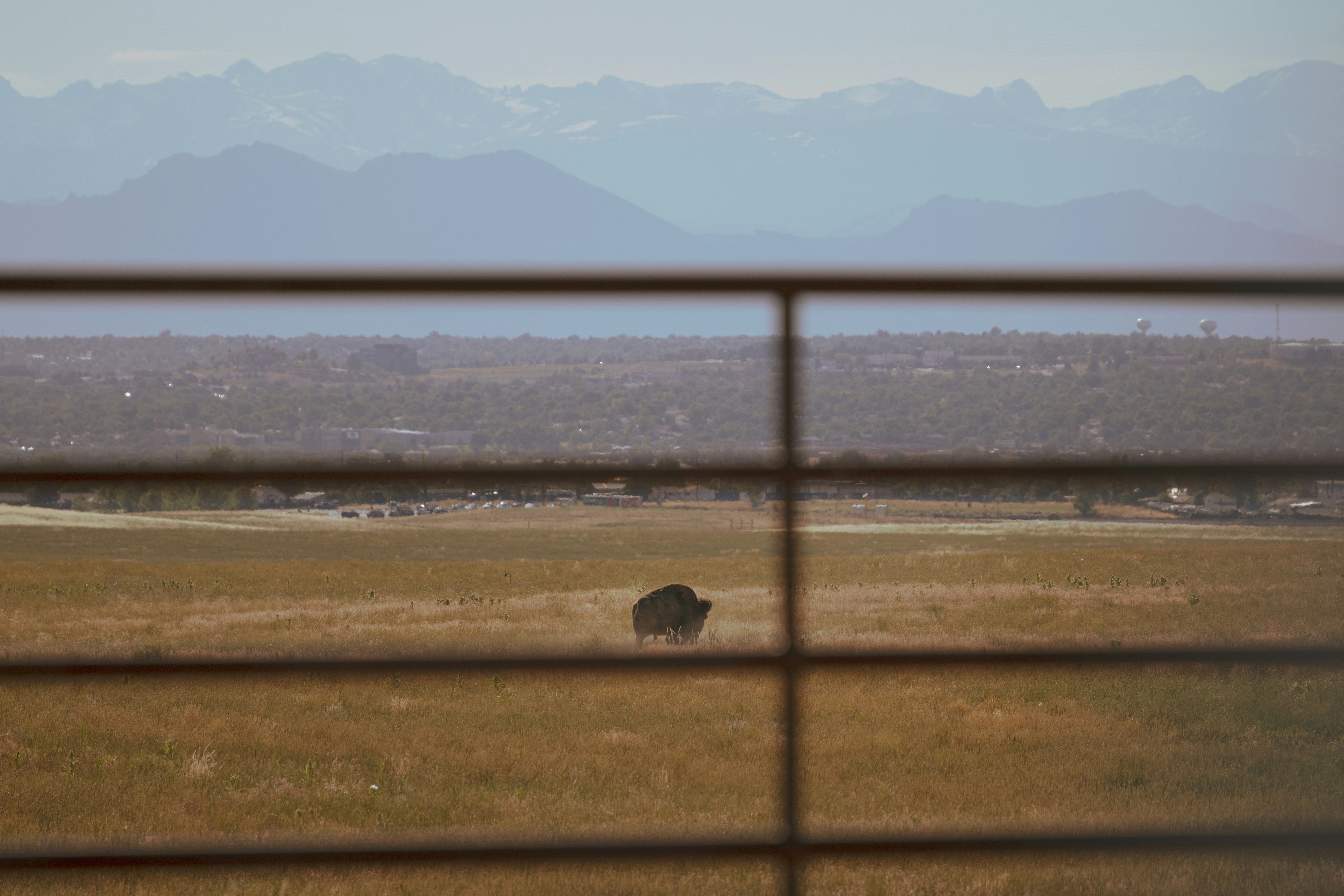 Lone bison stands on vast grassy plains with distant mountains, viewed through a railing.