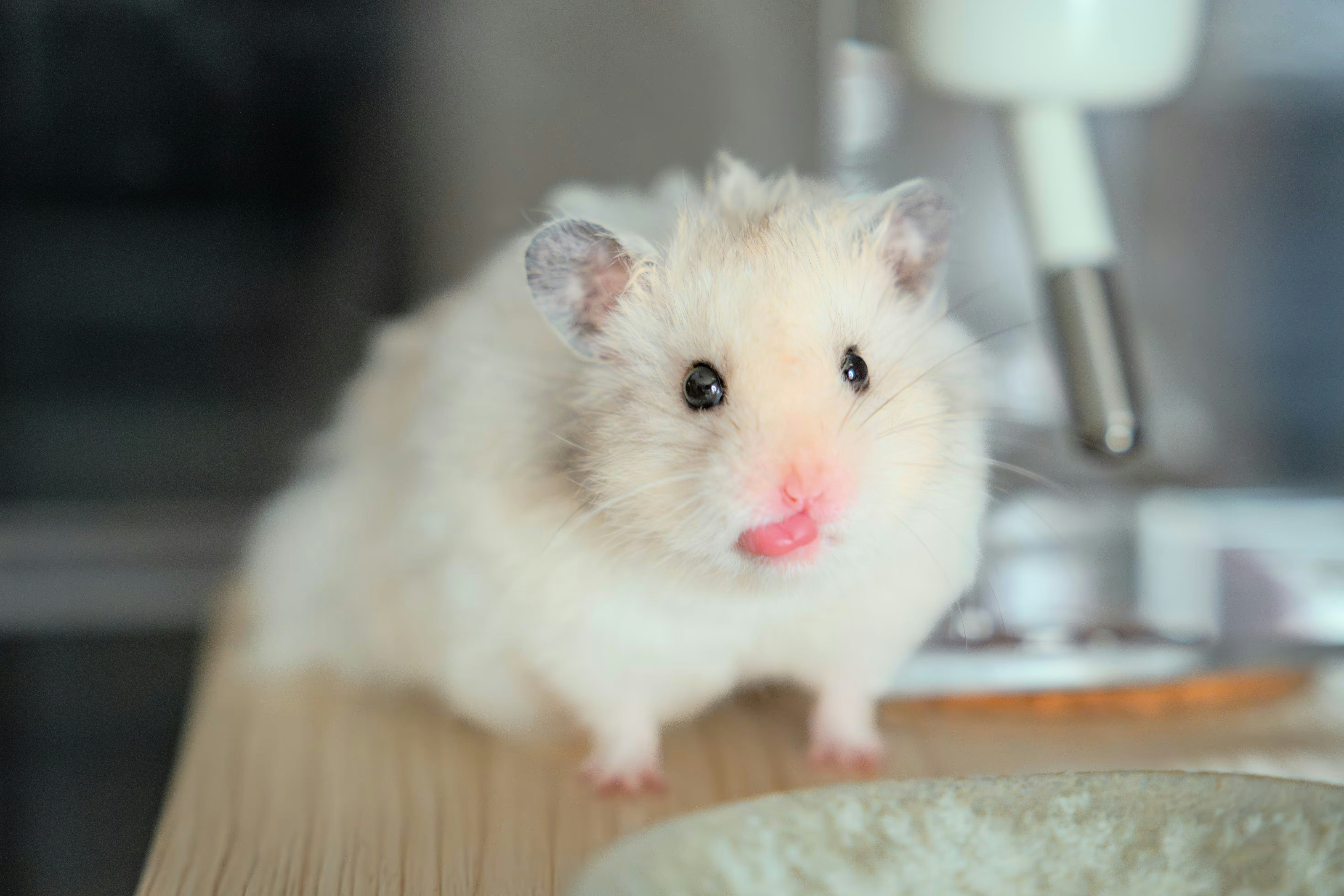 500+ Hamster Pictures [HQ] | Download Free Images on Unsplash