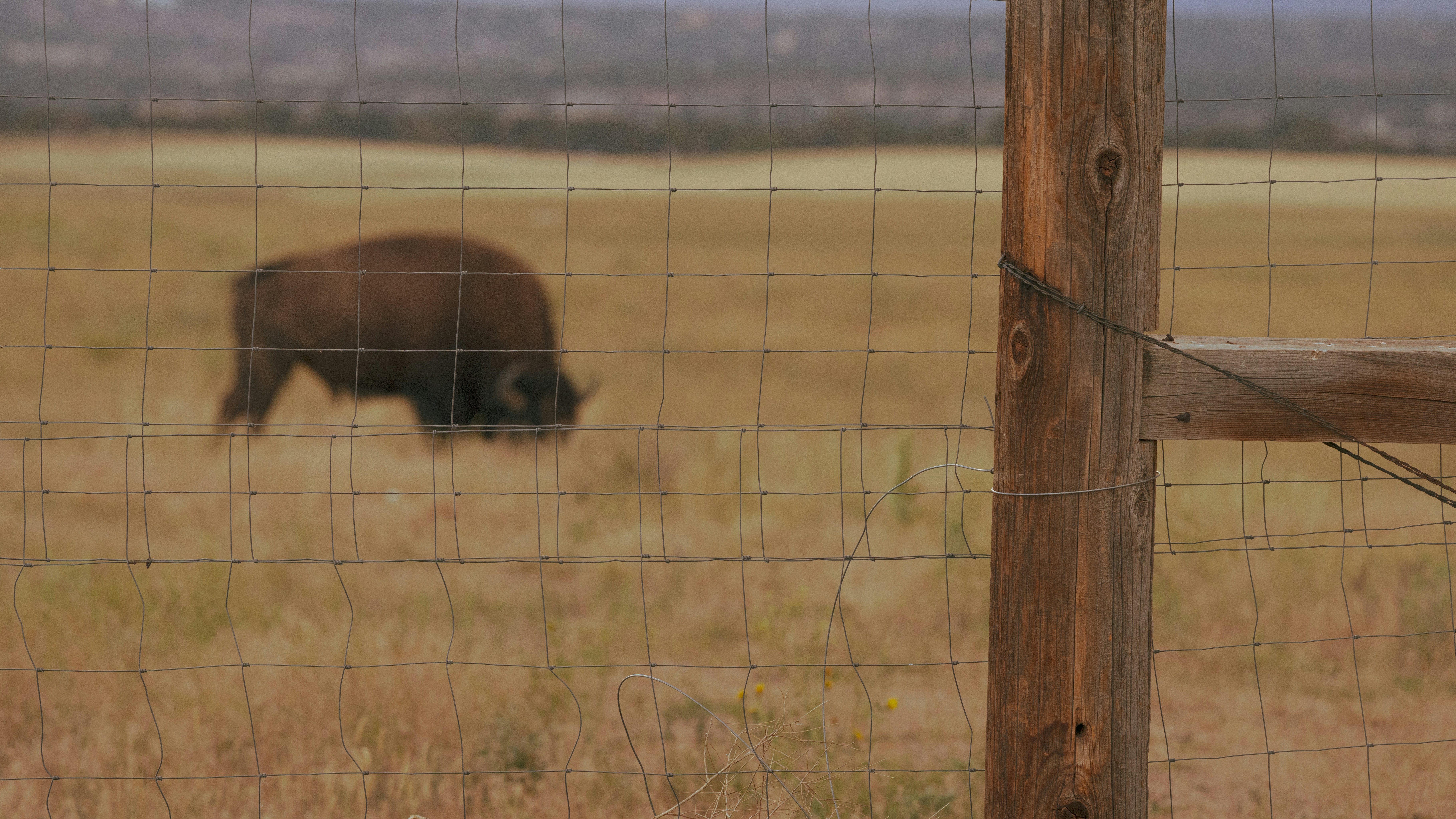 Solitary Bison Behind a Fence: Autumn Field Through a Weathered Grid