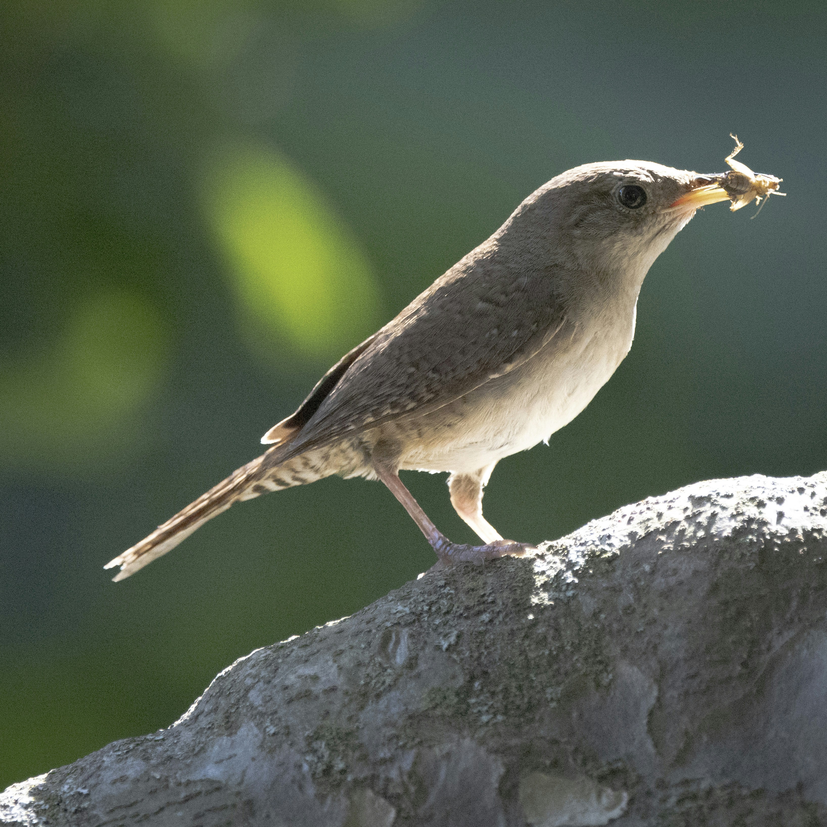 Photo by Jan Dommerholt with Canon EOS R5