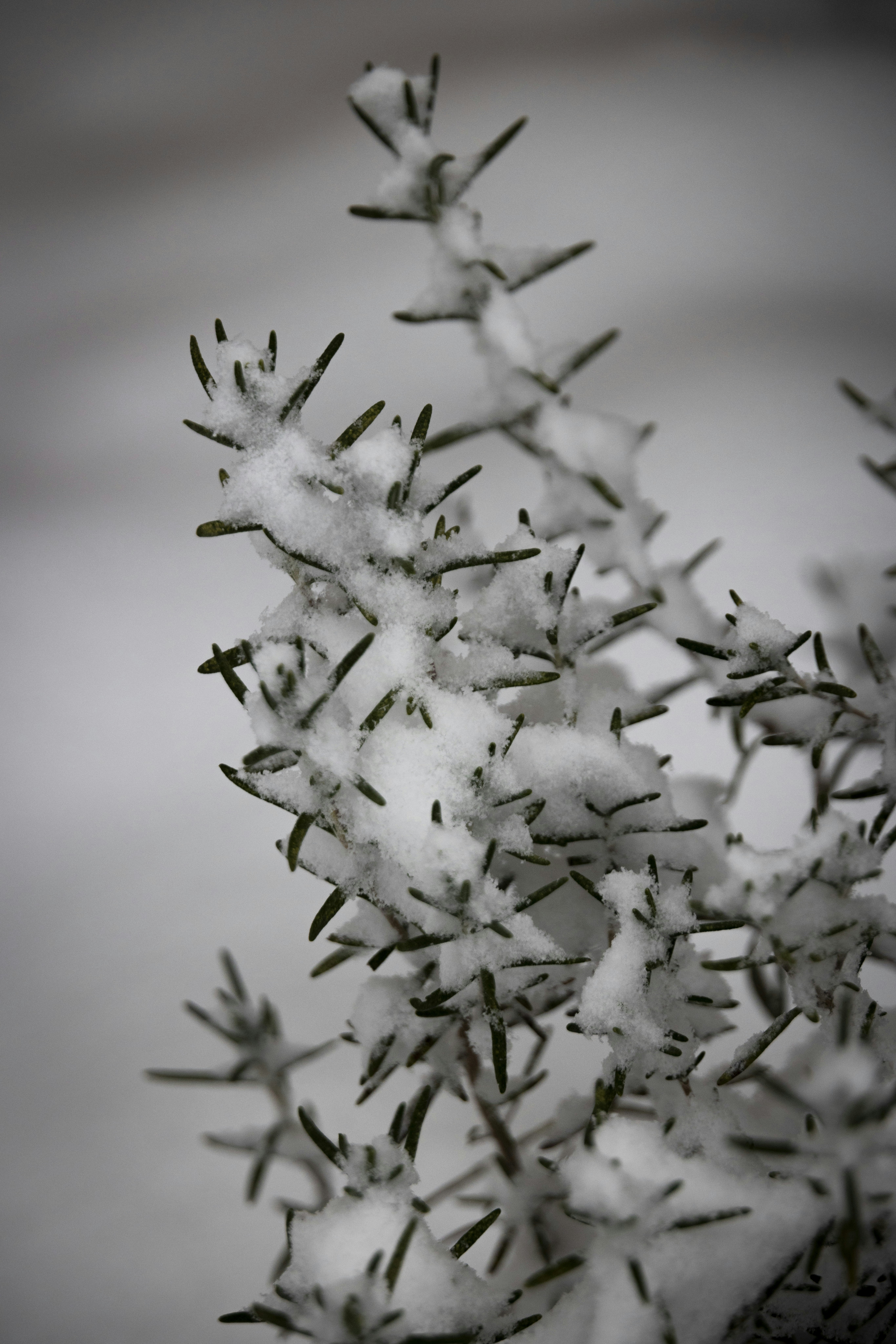 Snowy Sprig in Quiet Focus