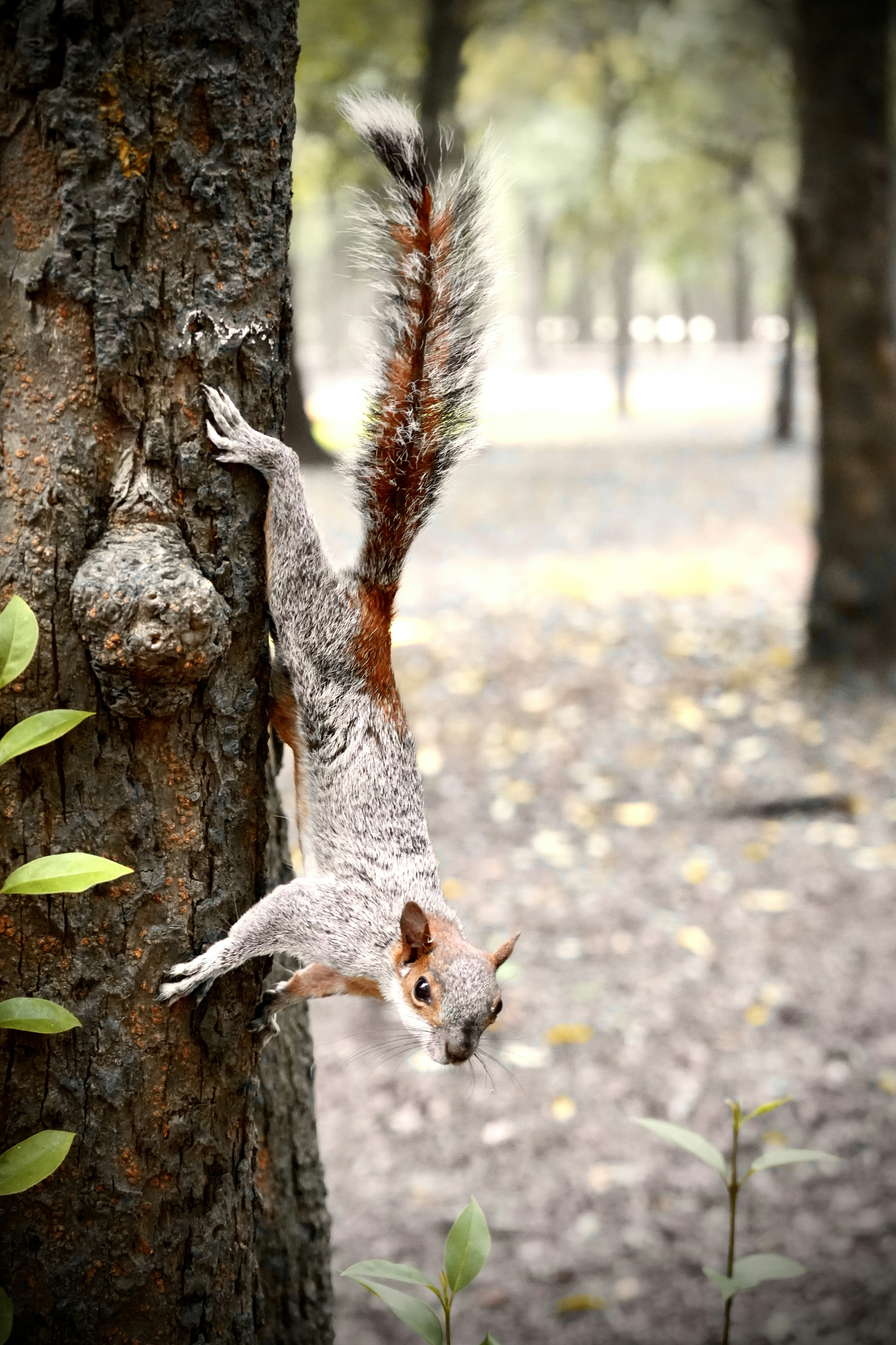 A squirrel climbing up the side of a tree photo – Free Tree Image on ...