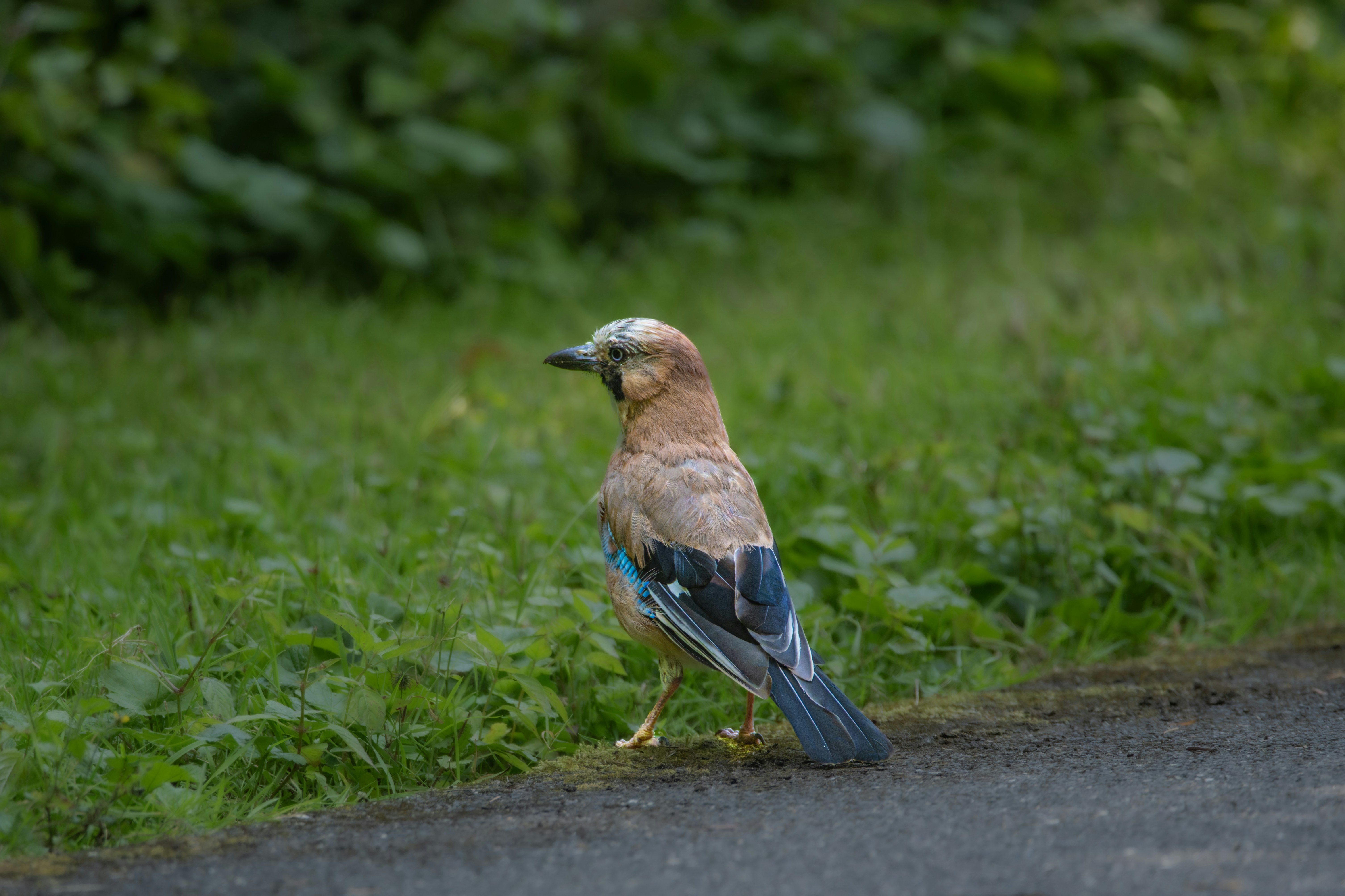 Cerulean Winged Sentinel on a Damp Path Verge