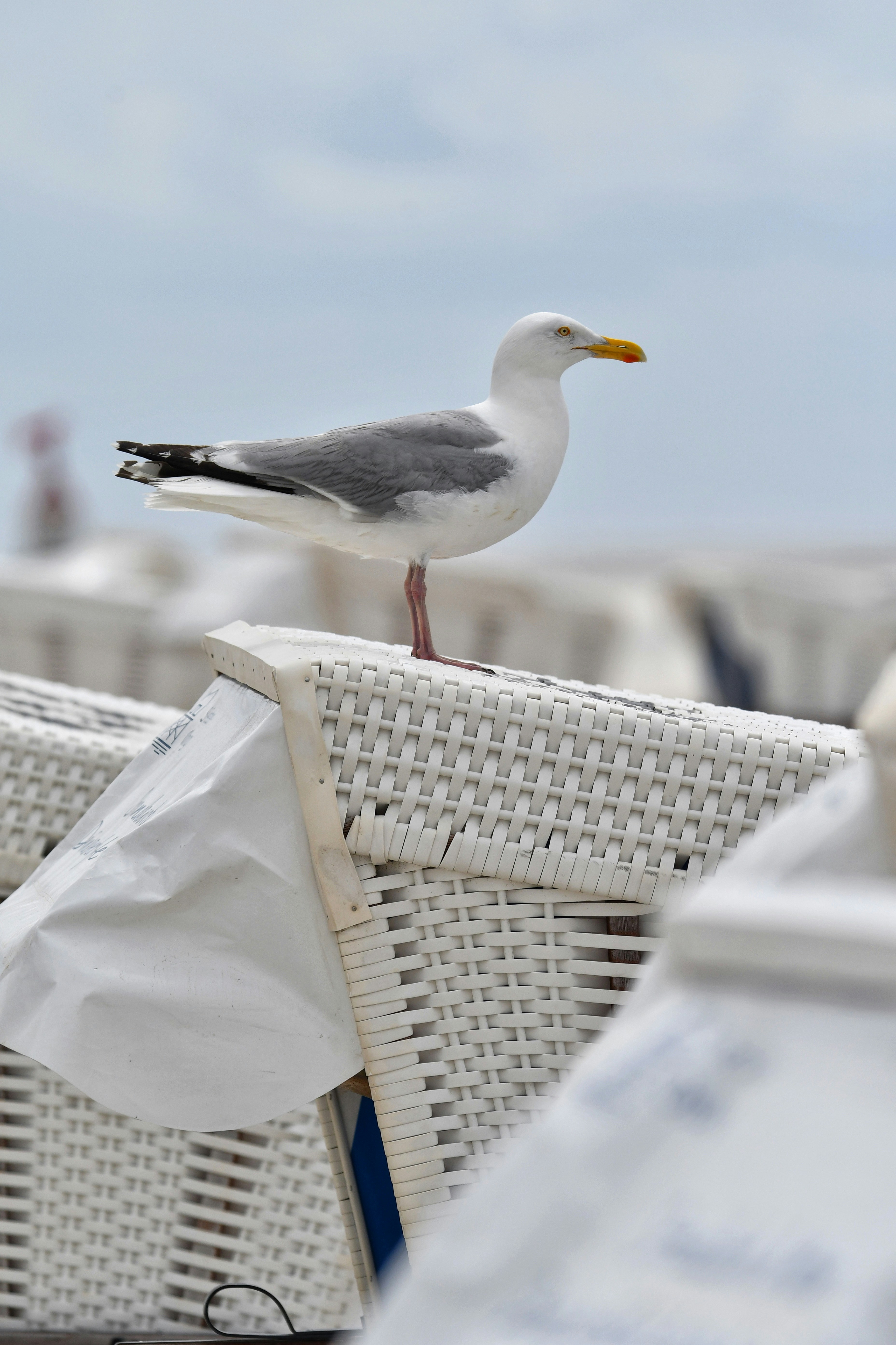 Seagull Sentinel on a Driftwood Crest