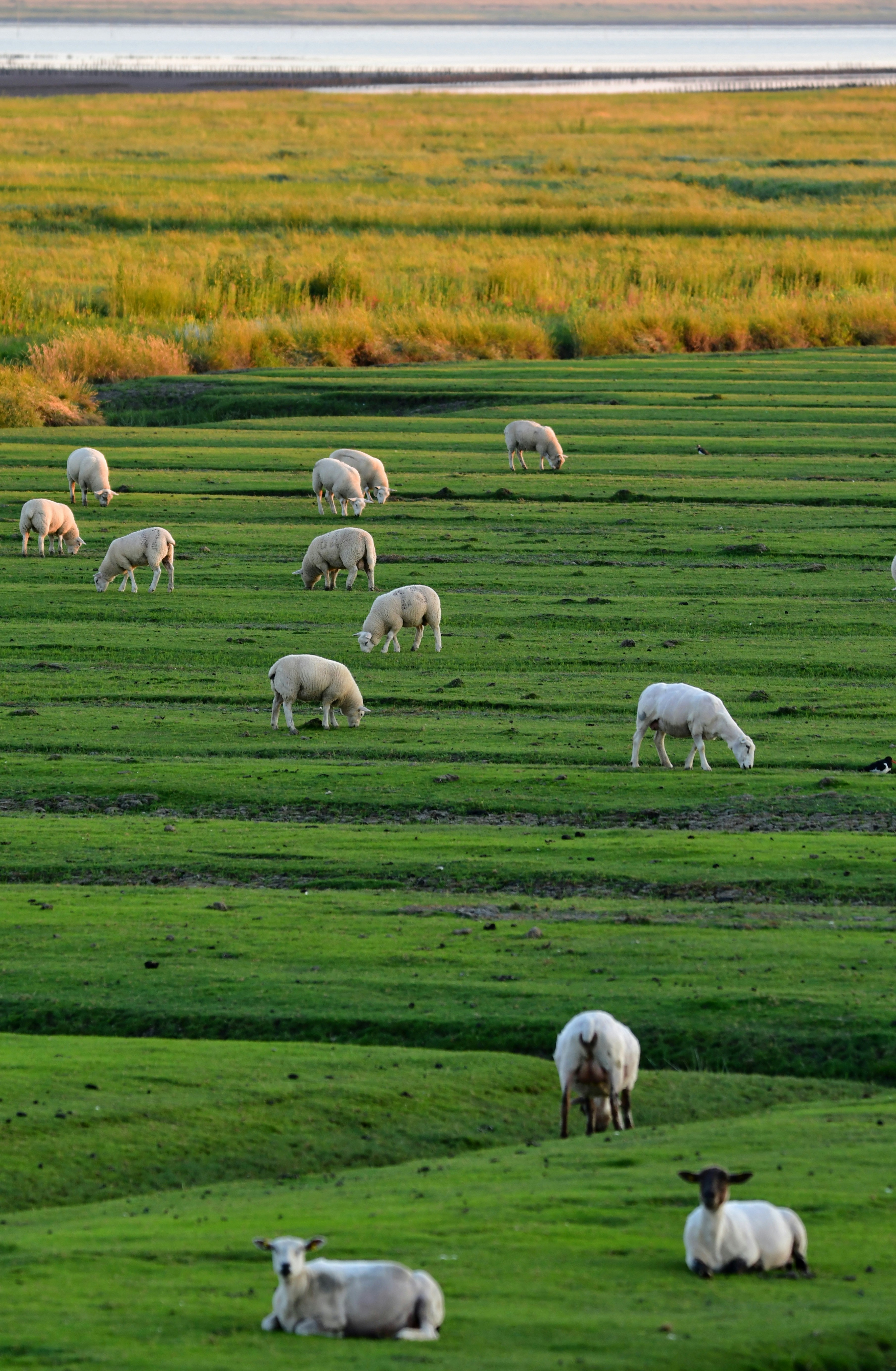 Terraced Pastures at Dusk: White Sheep Grazing Across a Layered Meadow