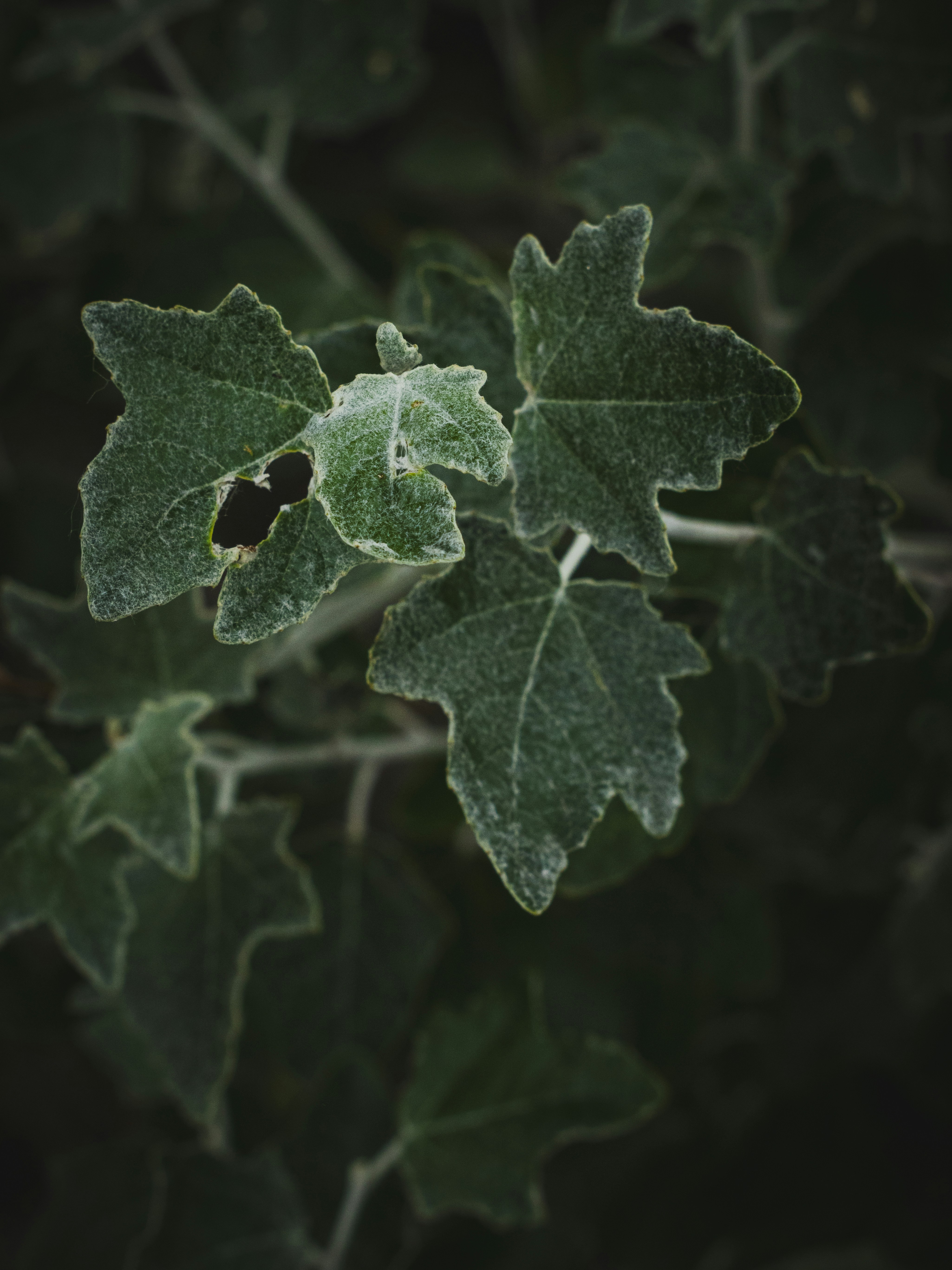 Frost-Coated Ivy: Close-Up on a Leaf's Fractured Edge