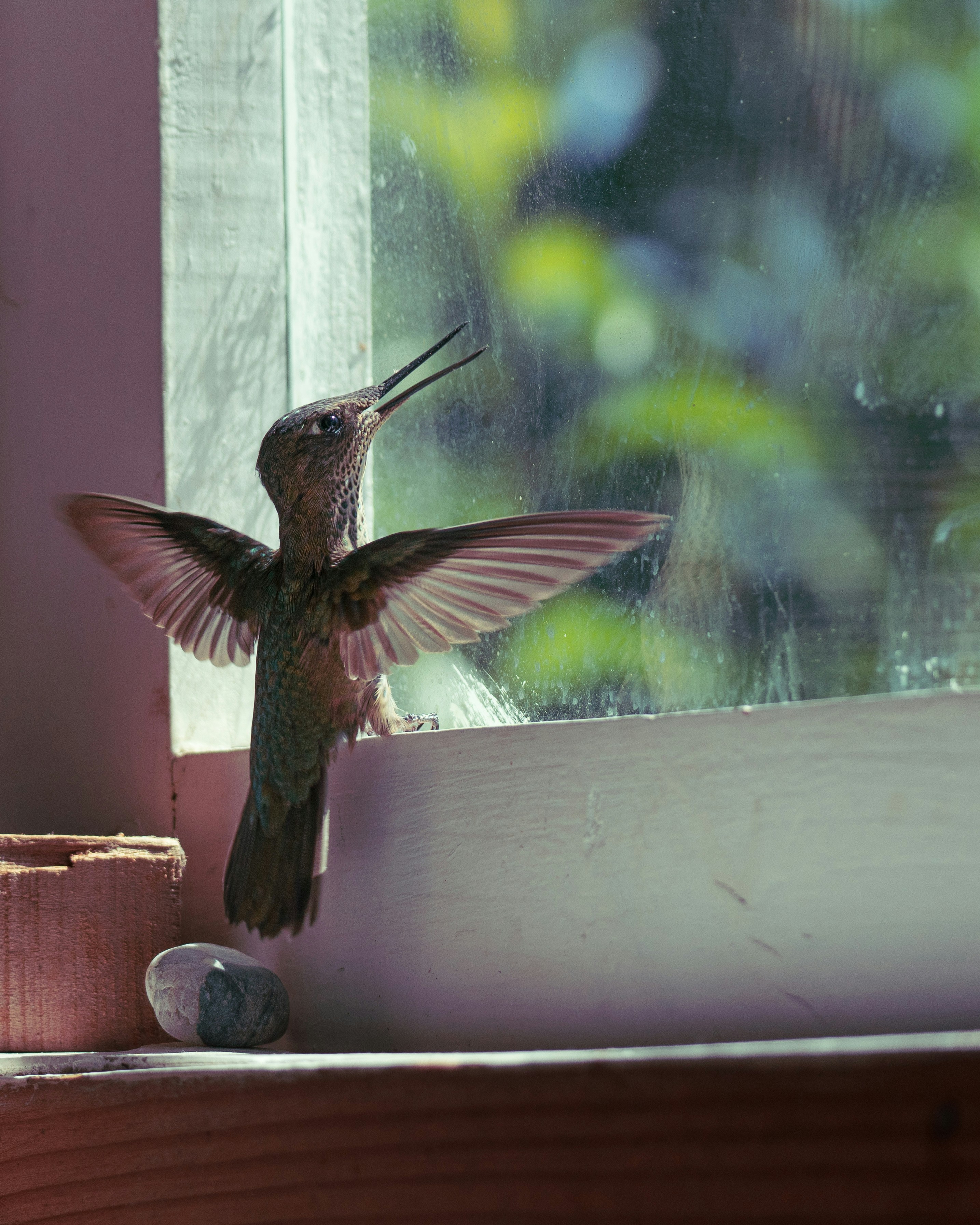Hummingbird at the Window: A Quiet Burst of Flight