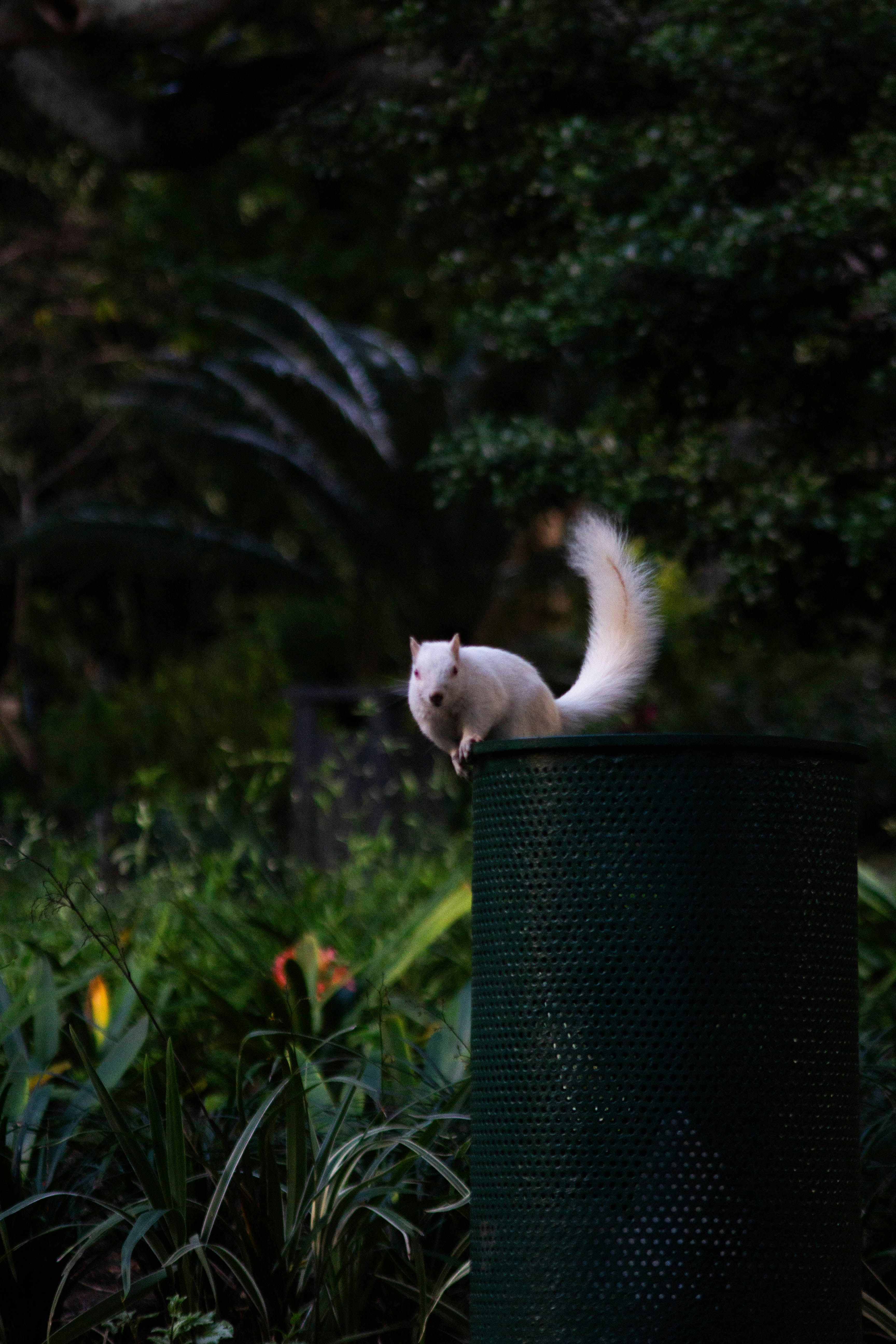 Perched in the Green: White Squirrel on a Textured Can in a Shadowed Garden