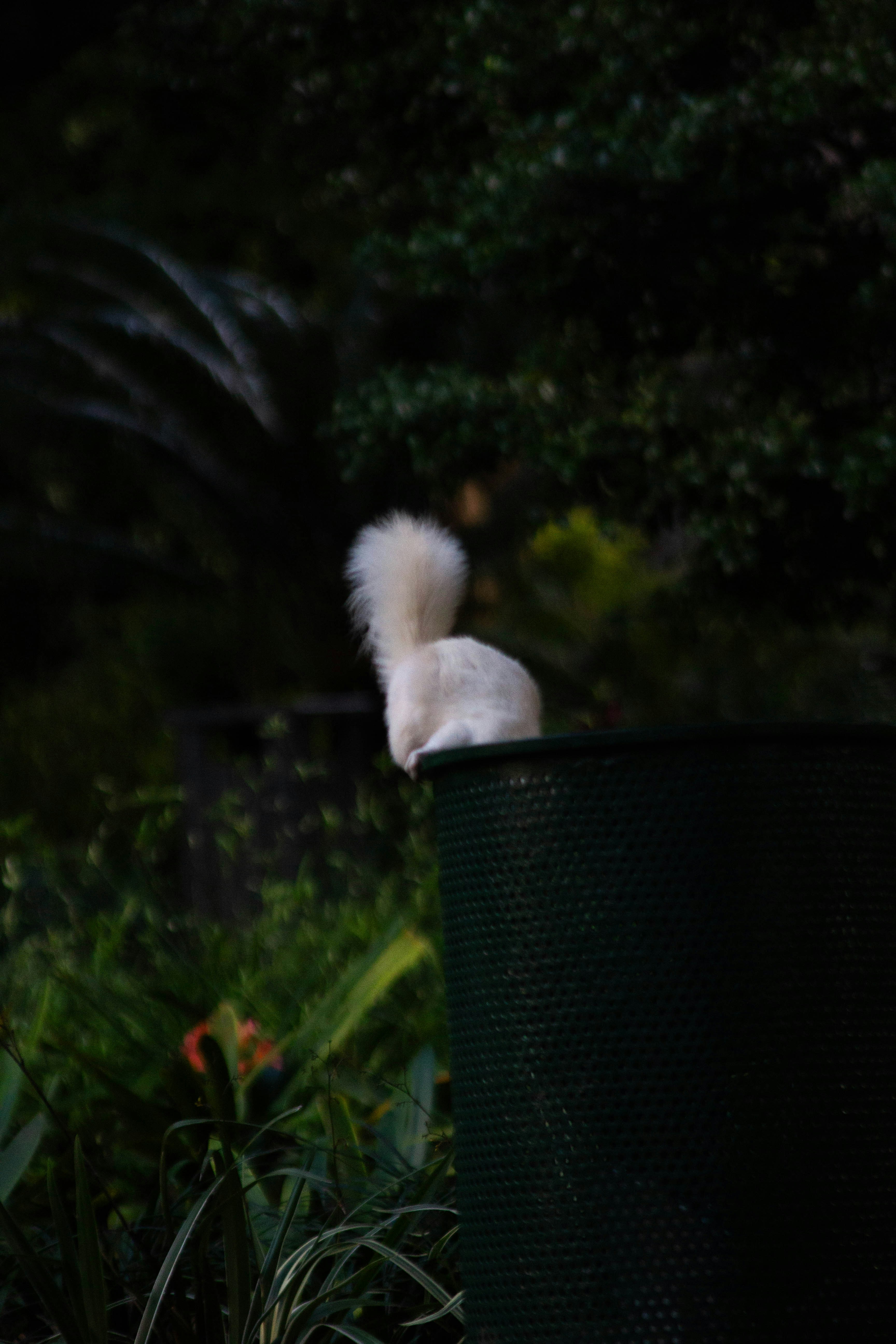 Whiskered Explorer: A Curious Encounter