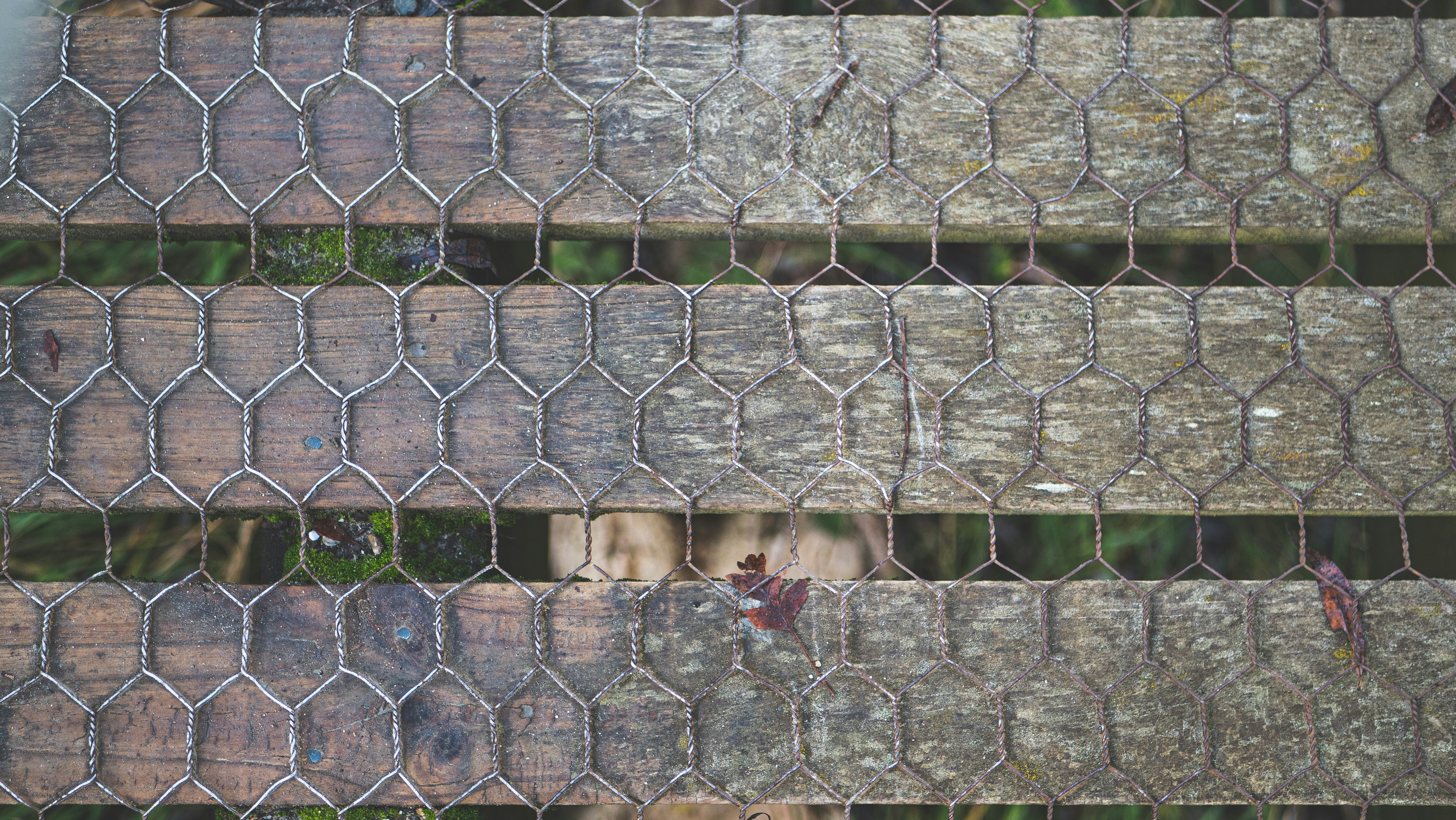 Hidden Critter Behind Wooden Mesh