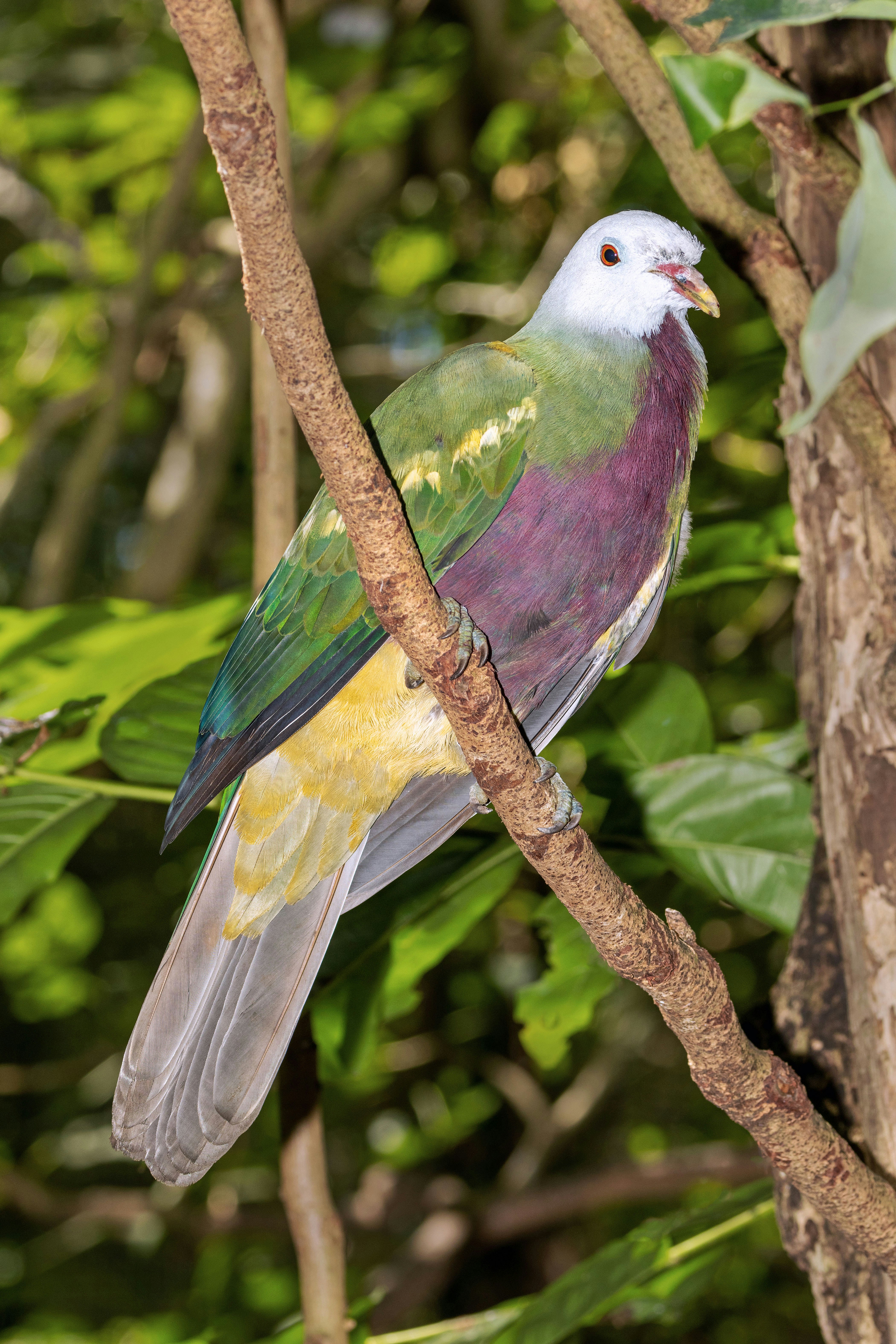 A Wompoo Pigeon, a fruit-eating pigeon found in the rain forests of North Queensland, Australia.