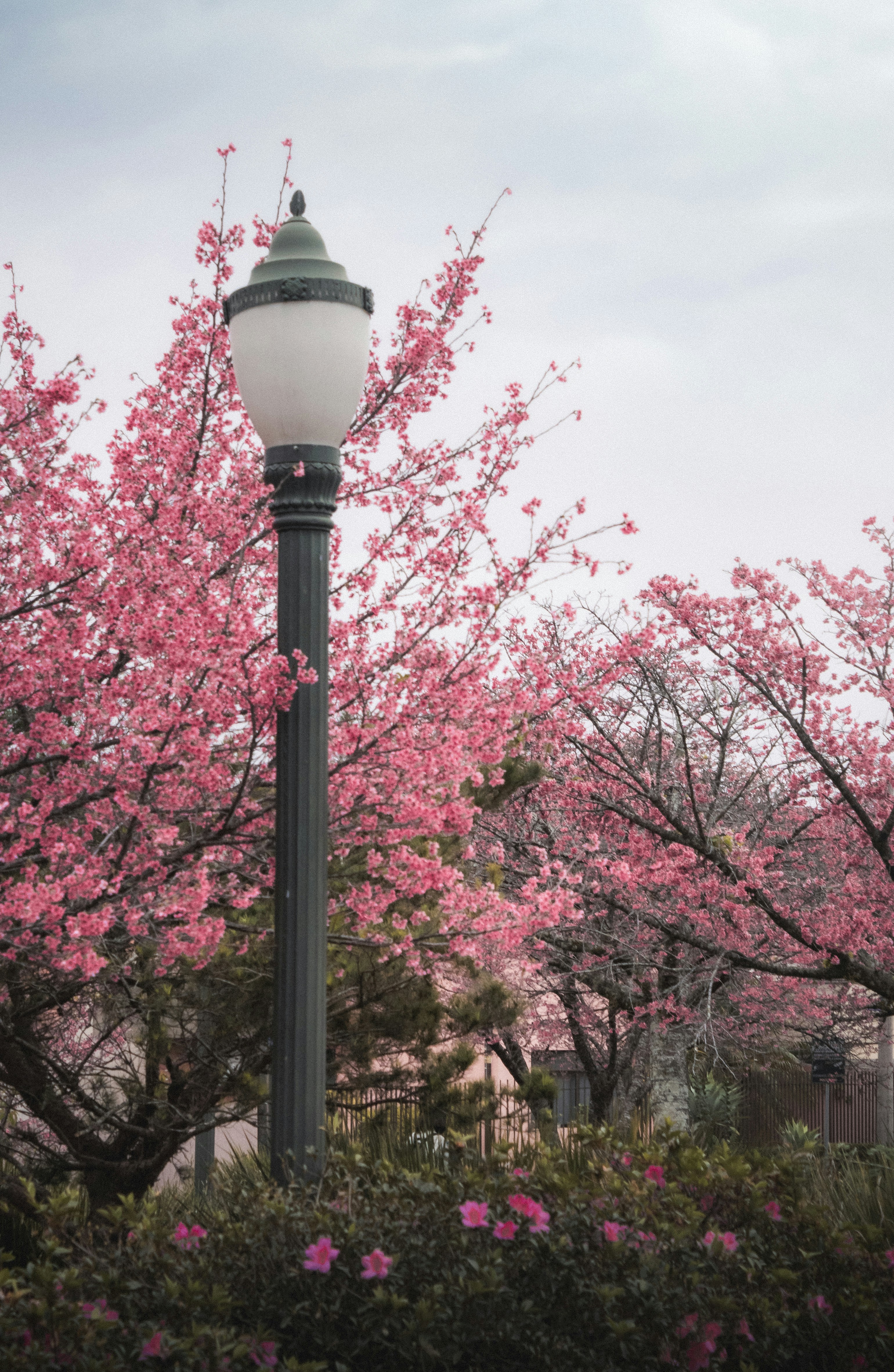 Petaled Glow: A Streetlamp Framed by Sakura in Spring