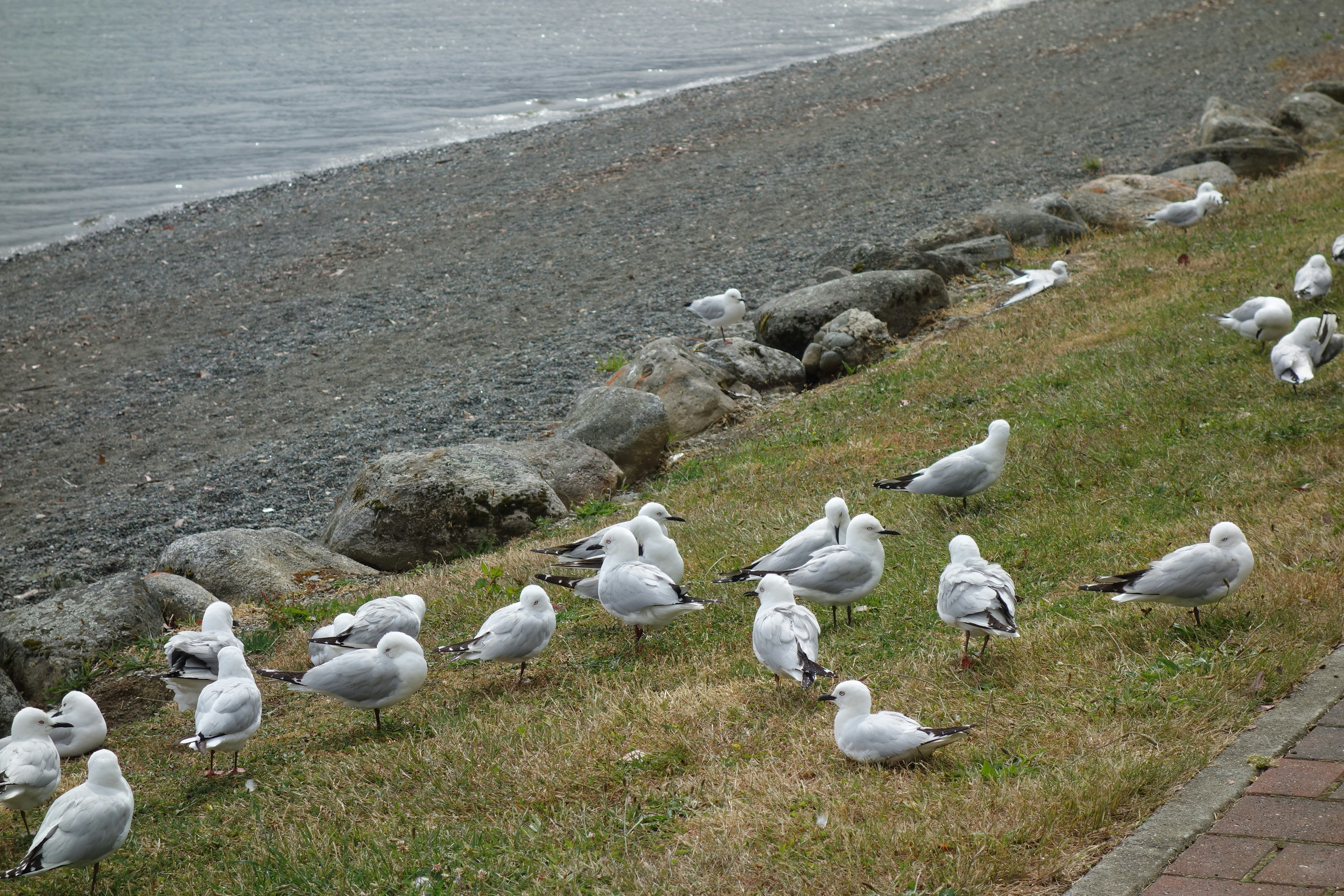 Gulls on the Green Verge: Coastal Crowd by the Pebble Shore