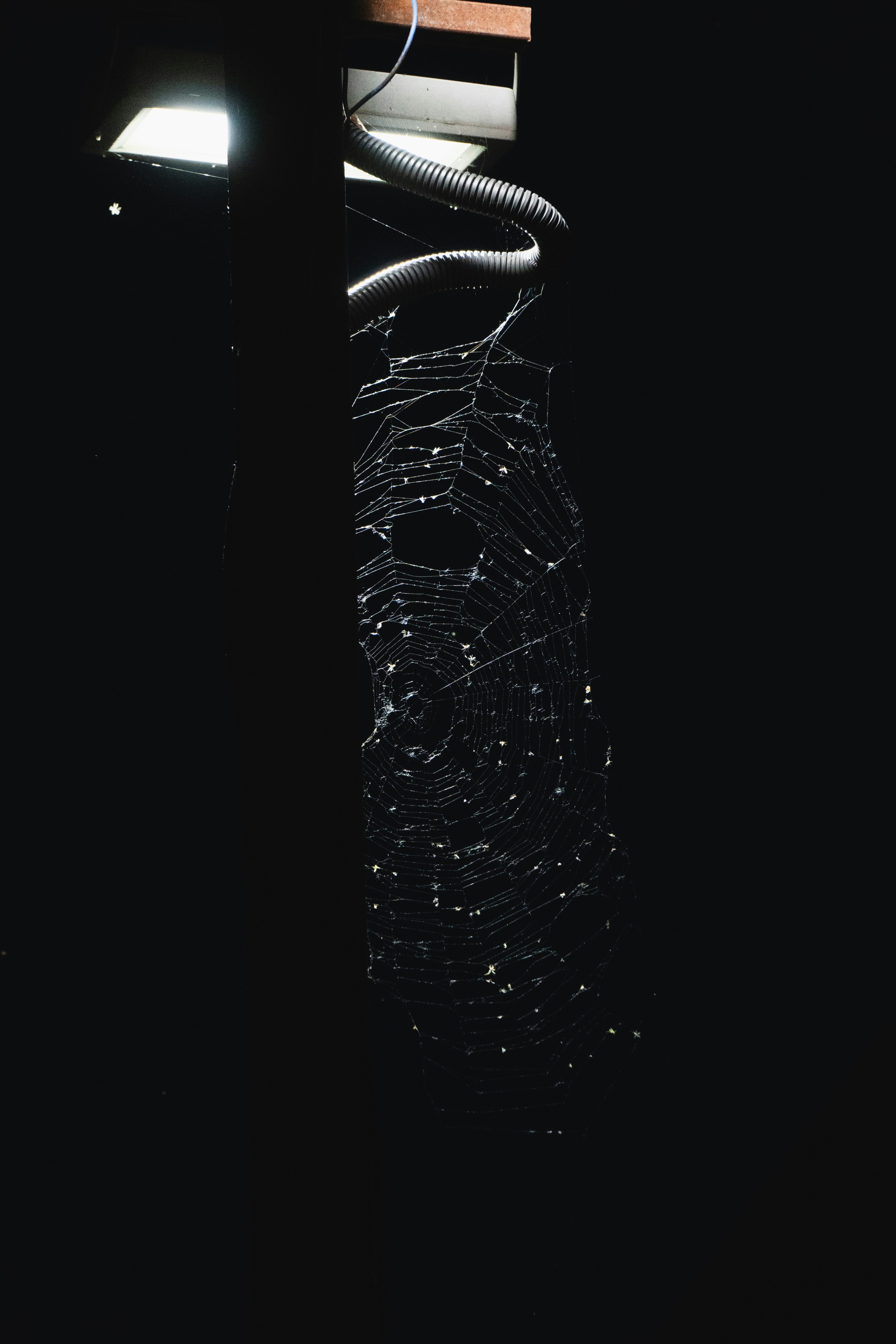 Gloomlit Silk: Night Web Framing a Dim Lamp