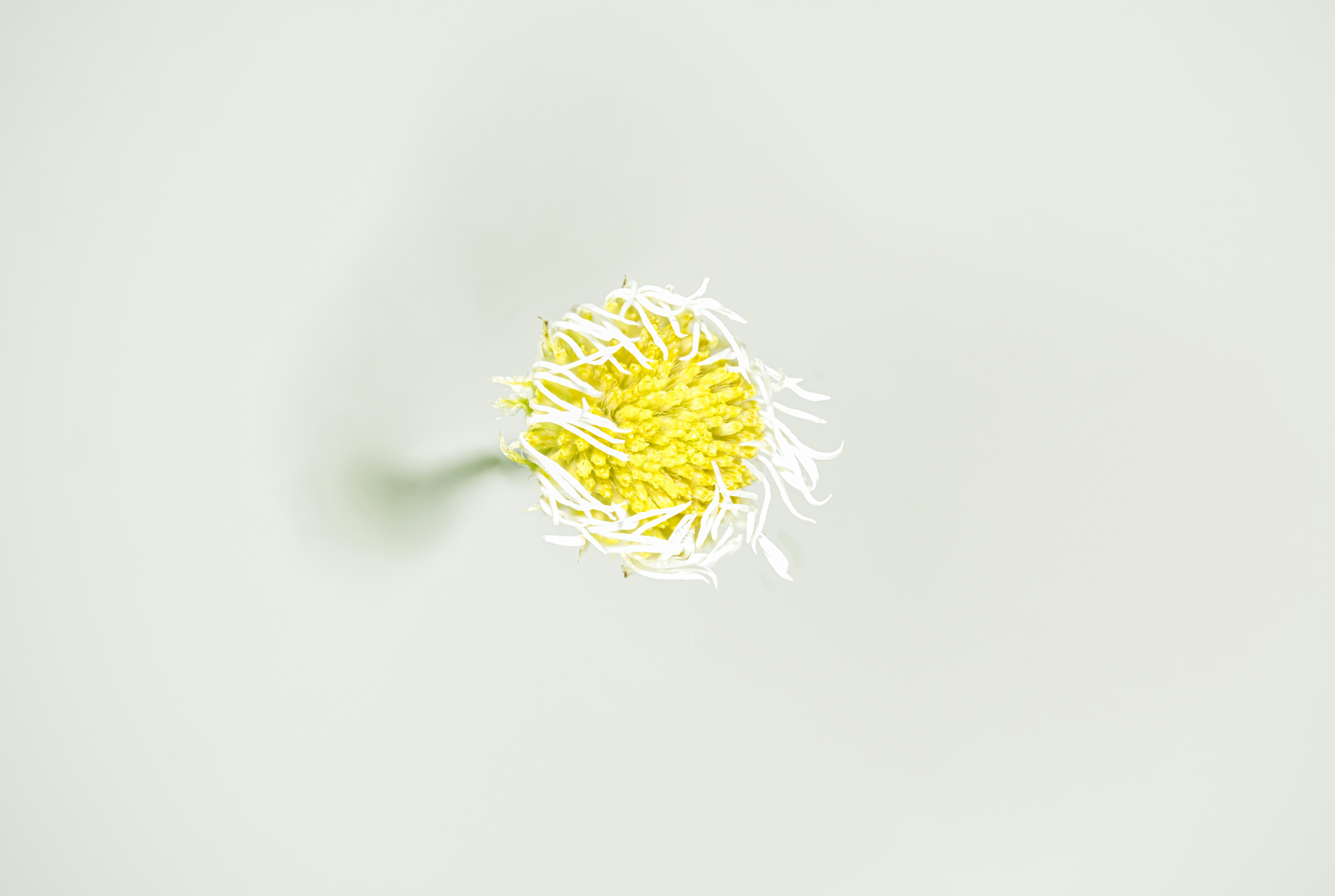 Golden Core in a Whispered White Field