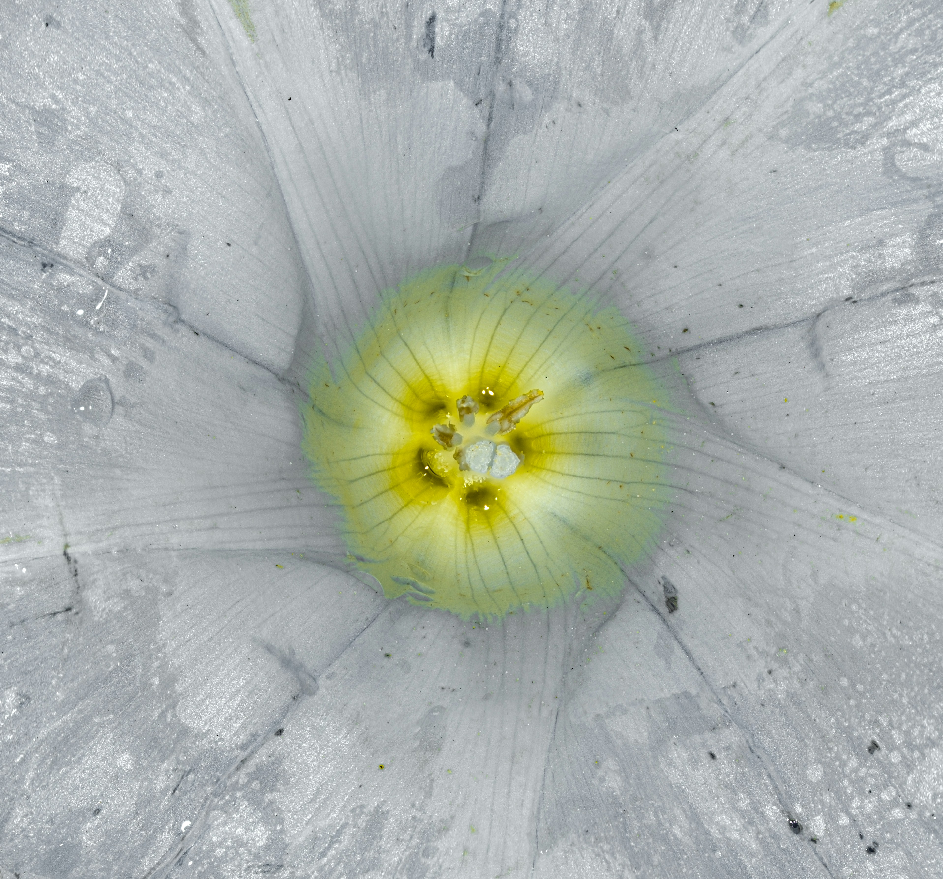 Neon Heart in a Frosted Bloom