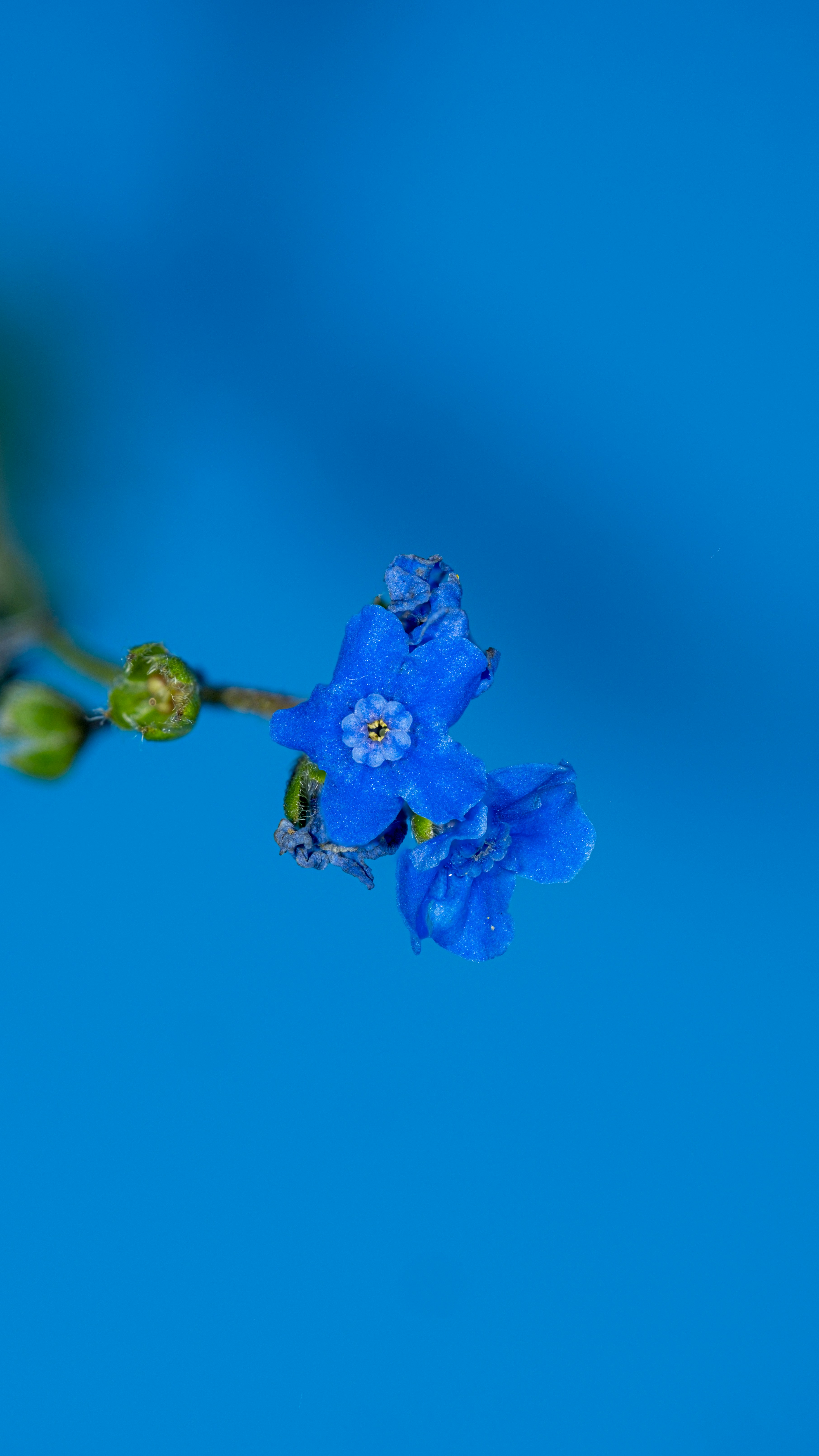 One cobalt blossom punctuates a vast blue backdrop