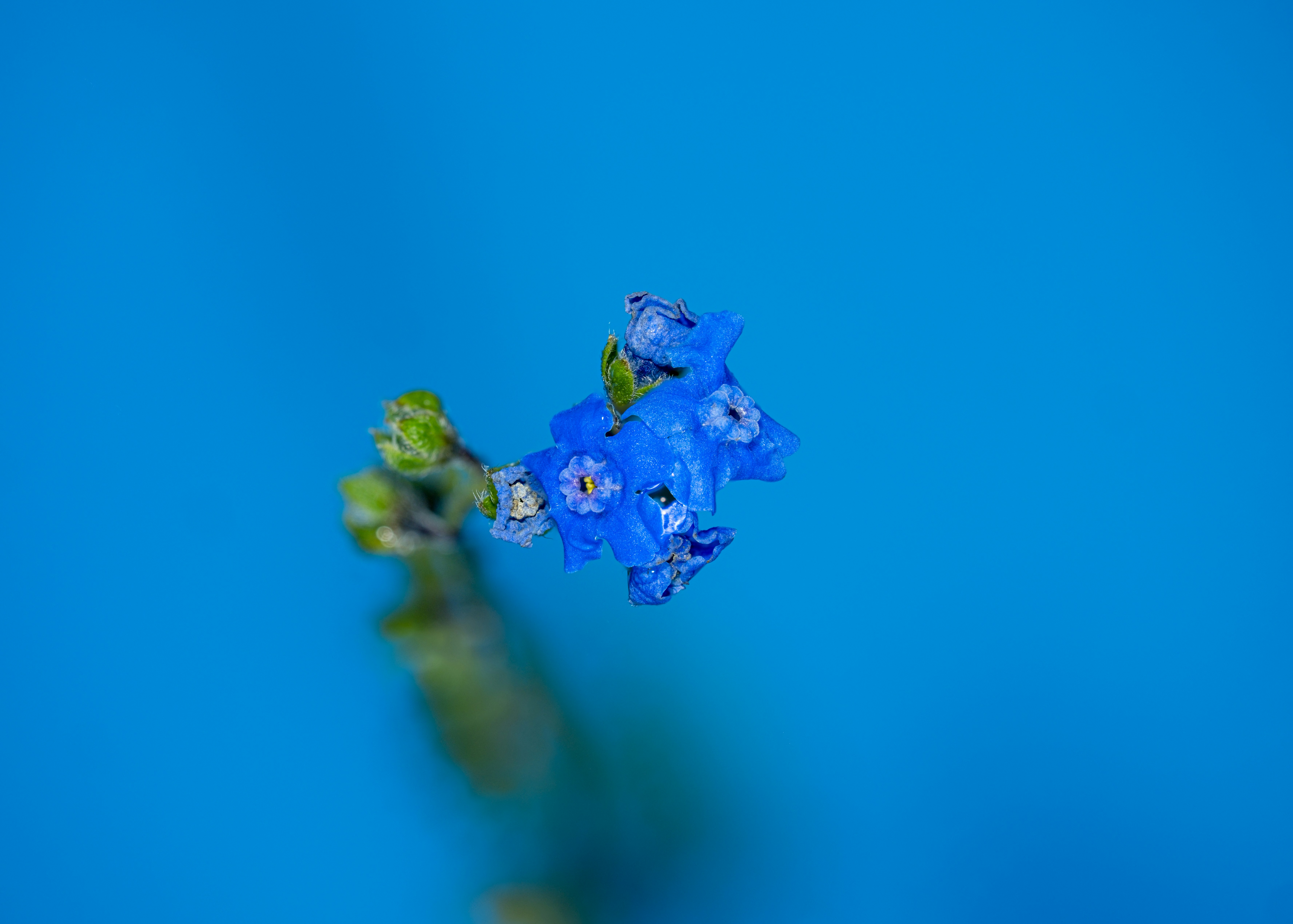 A small blue flower on a stem against a blue background photo – Free ...