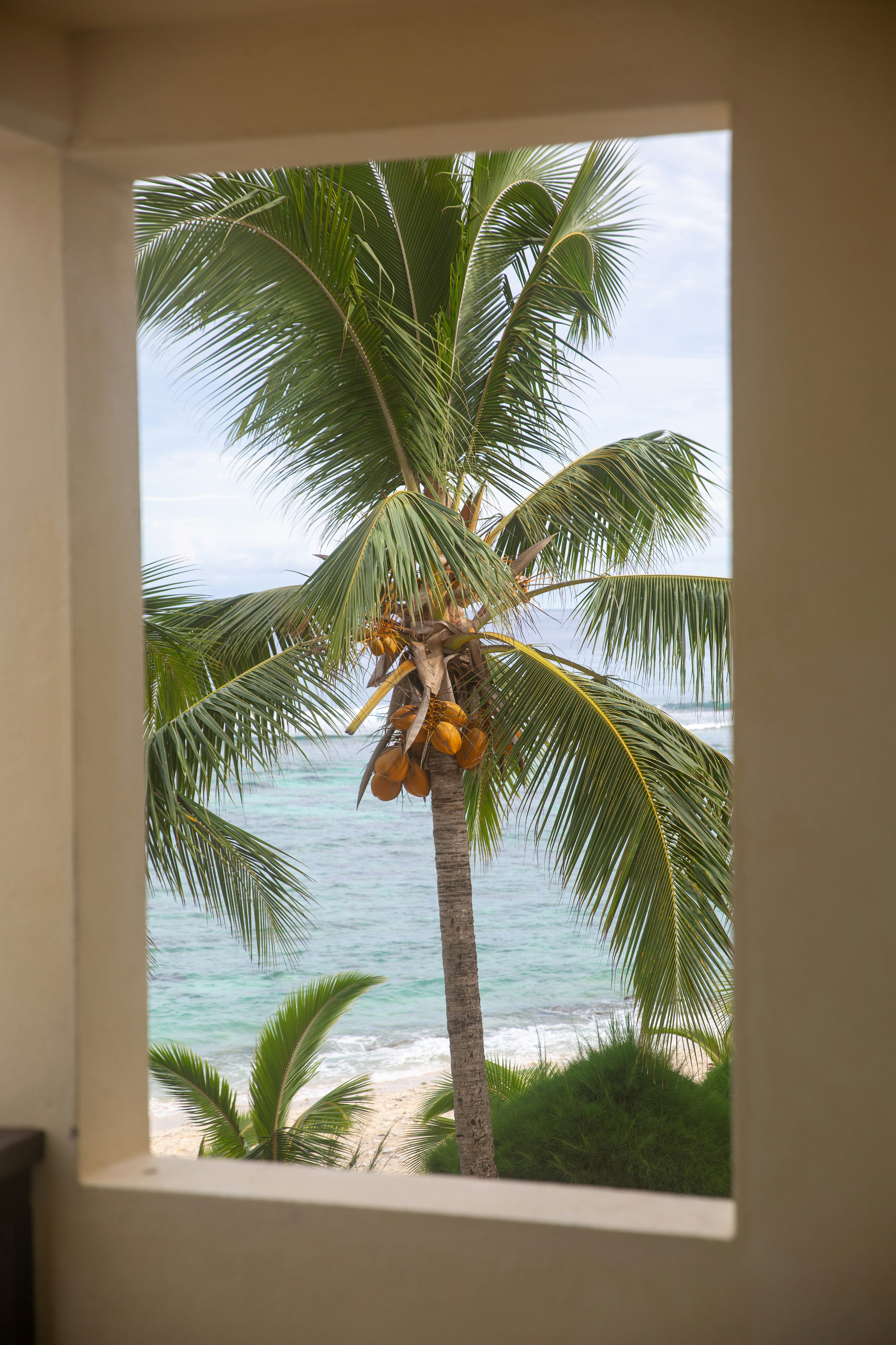 A window with a view of the ocean and a palm tree photo – Free Beach ...