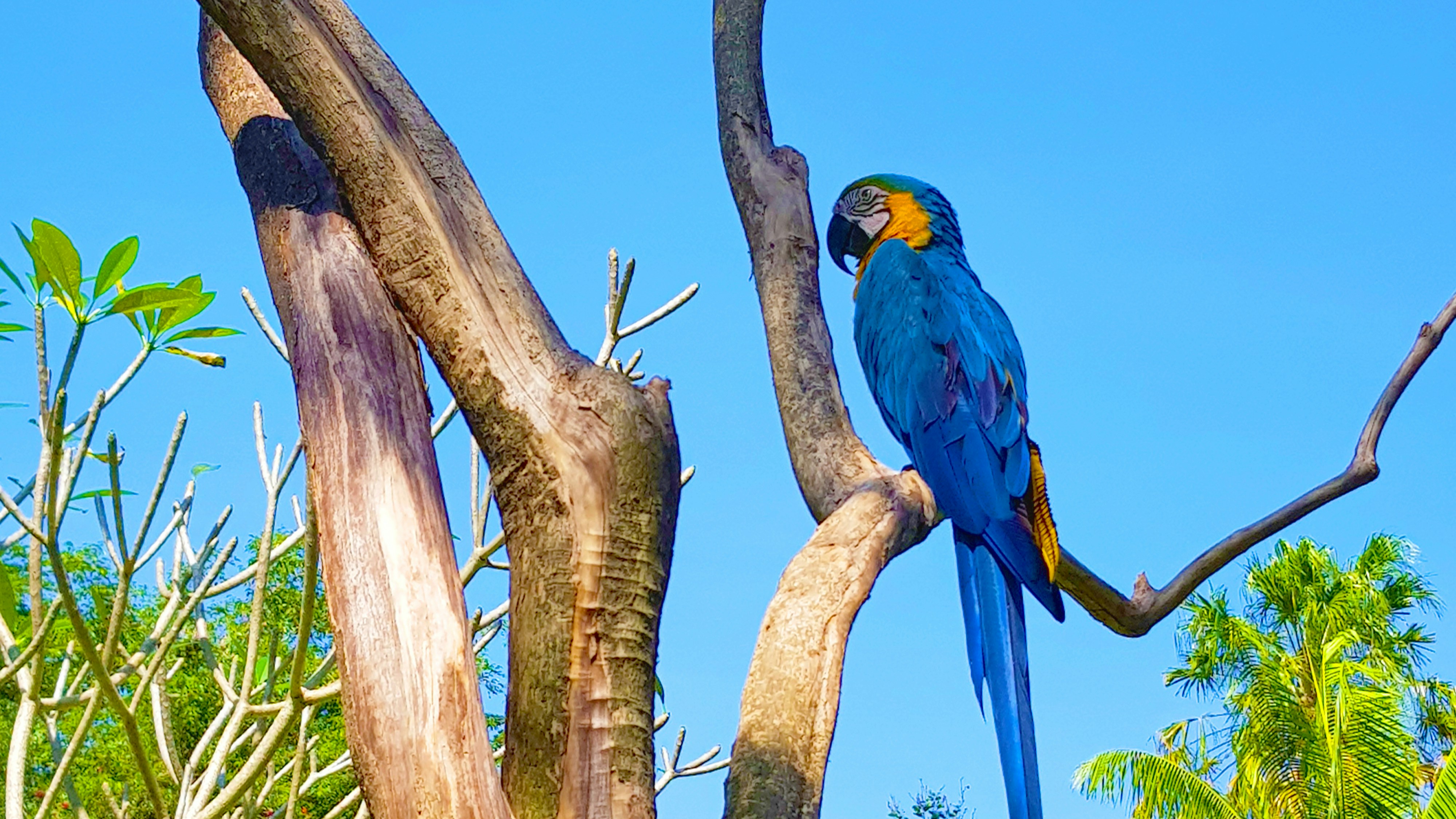 Vibrant Avian Majesty Amidst Nature's Canvas